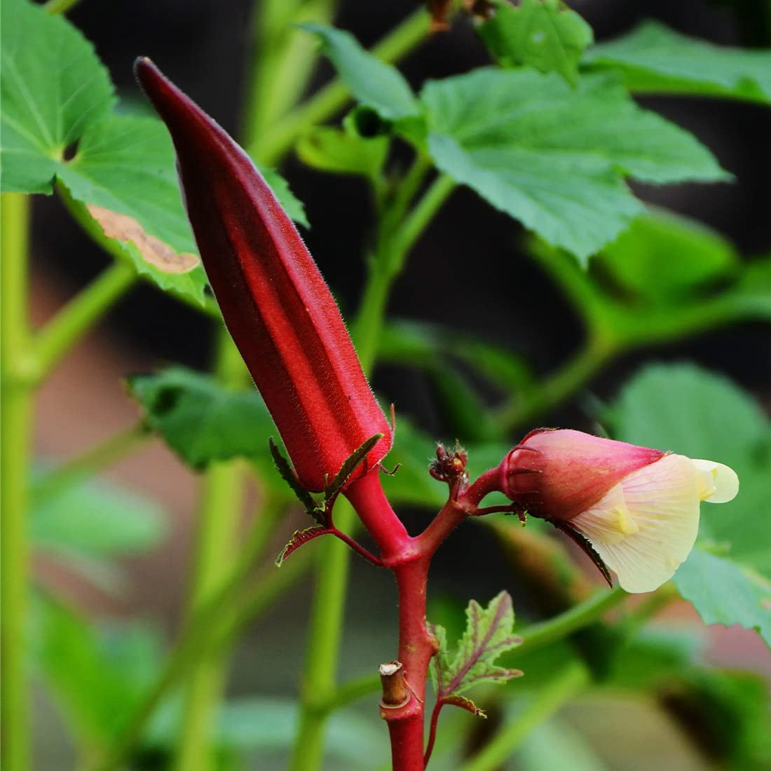 150+ Red Okra Seeds for Planting in Your Garden, High Germination Rate ...