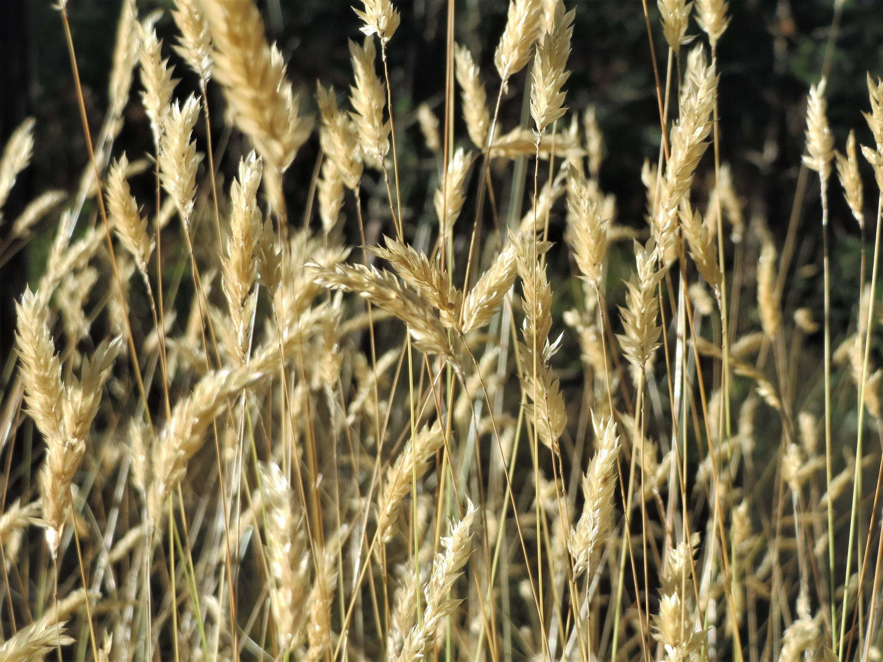 Seedville USA Sweet Vernal Grass Seeds, 150 Count, Vanilla Grass ...