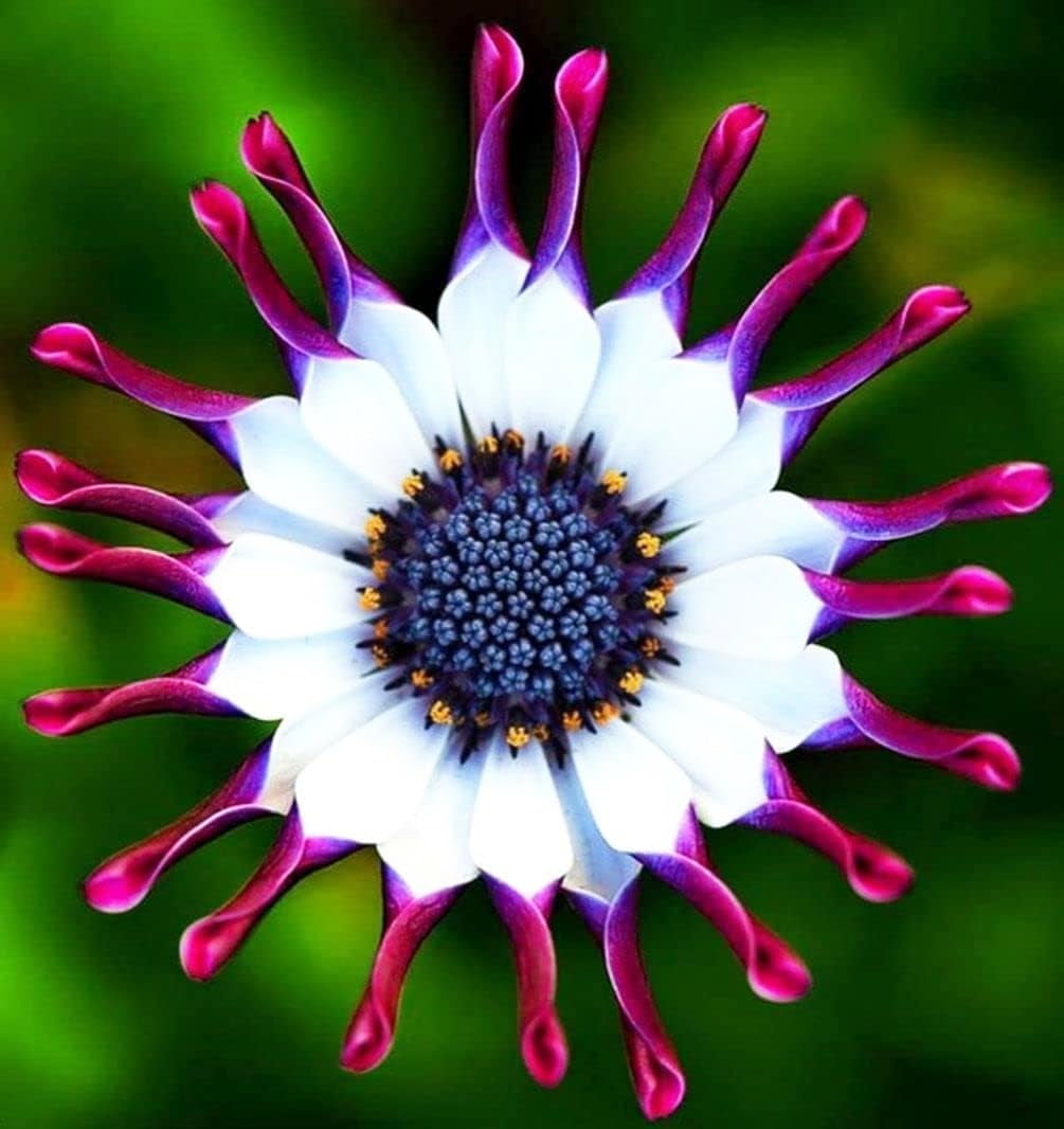 150+ Seed African Rare Daisy Seeds for H2FSDPlanting Outdoor-Non-GMO ...
