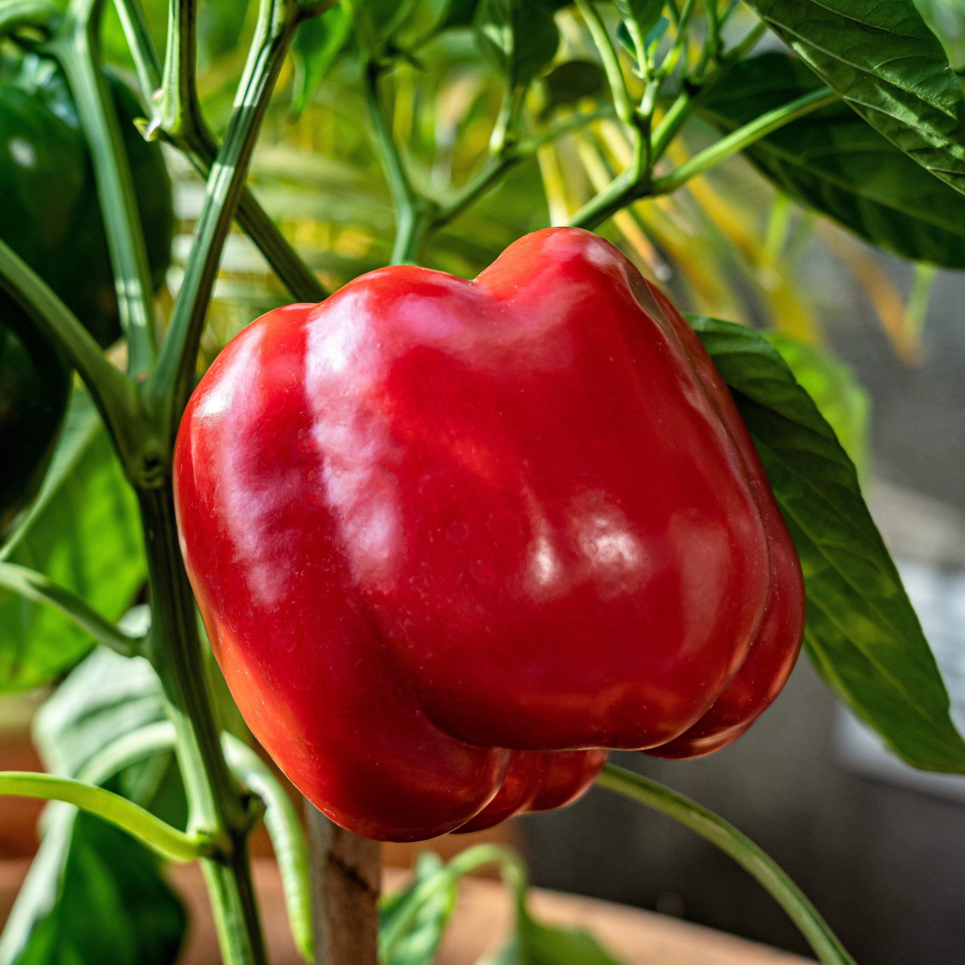 150 Seeds BIG RED Bell PEPPER Sweet Capsicum Annuum Vegetable Seeds ...