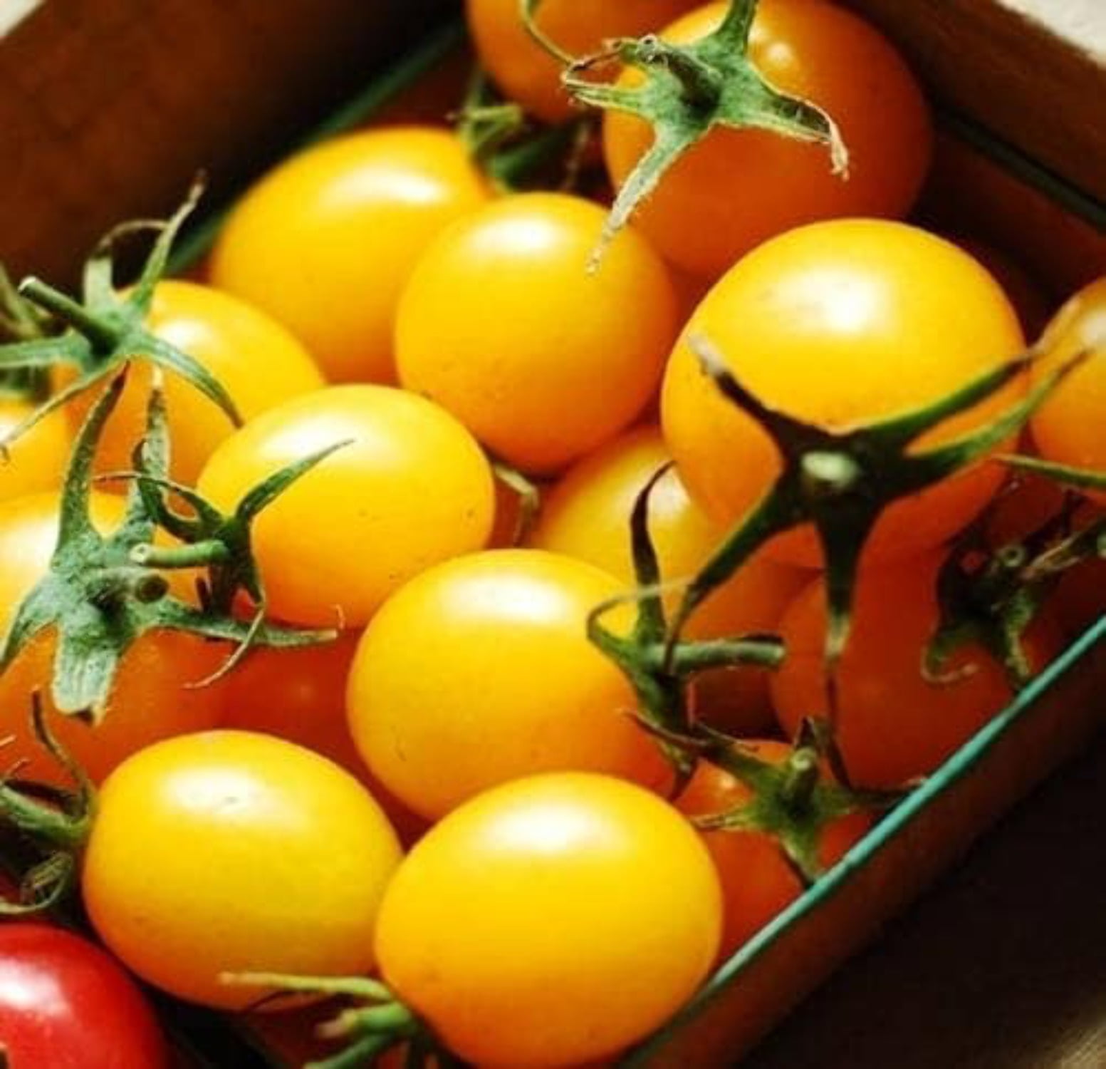 150 Seeds PLUM YELLOW TOMATO Lycopersicon Heirloom Indeterminate Fruit ...