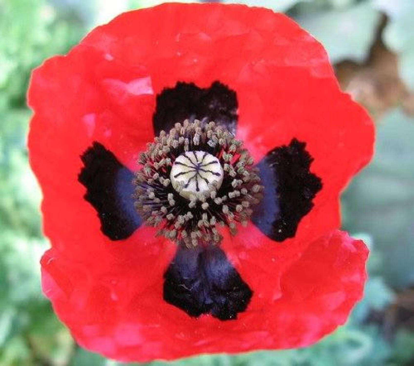 150 Seeds RED Lady Bird FLANDERS POPPY Papaver Commutatum Scarlet Black ...