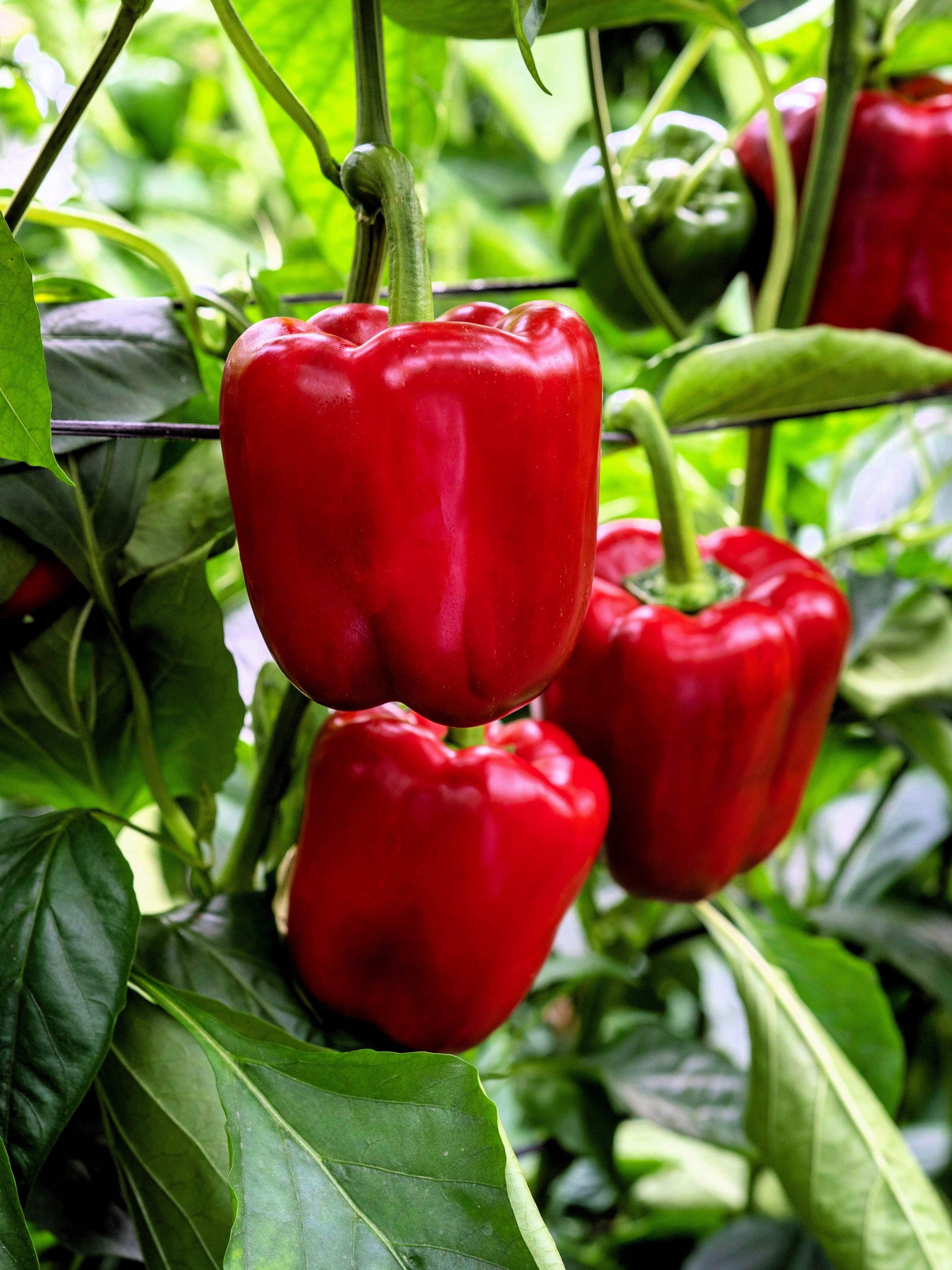150 Seeds Yolo Wonder Sweet RED BELL PEPPER Capiscum Annuum Vegetable ...