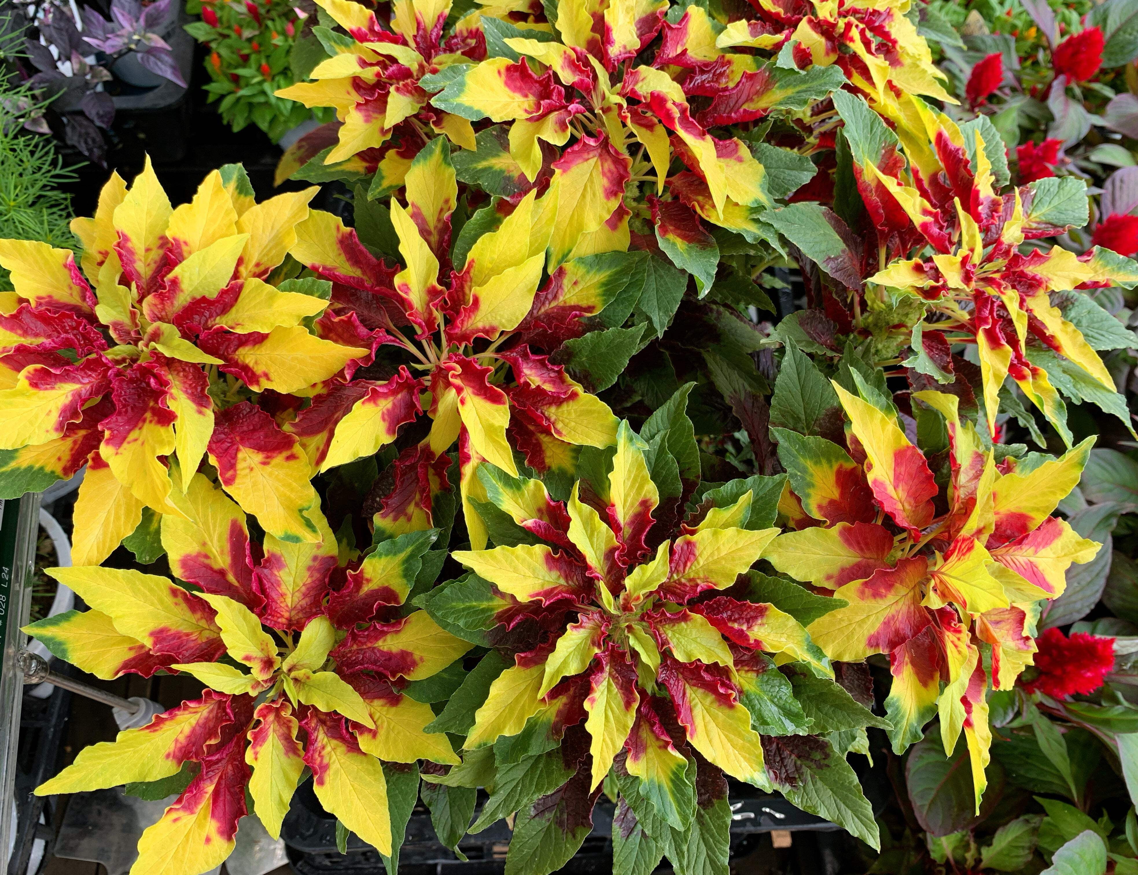 150 TRICOLOR AMARANTHUS PERFECTA Summer Poinsettia Amaranth Flower ...