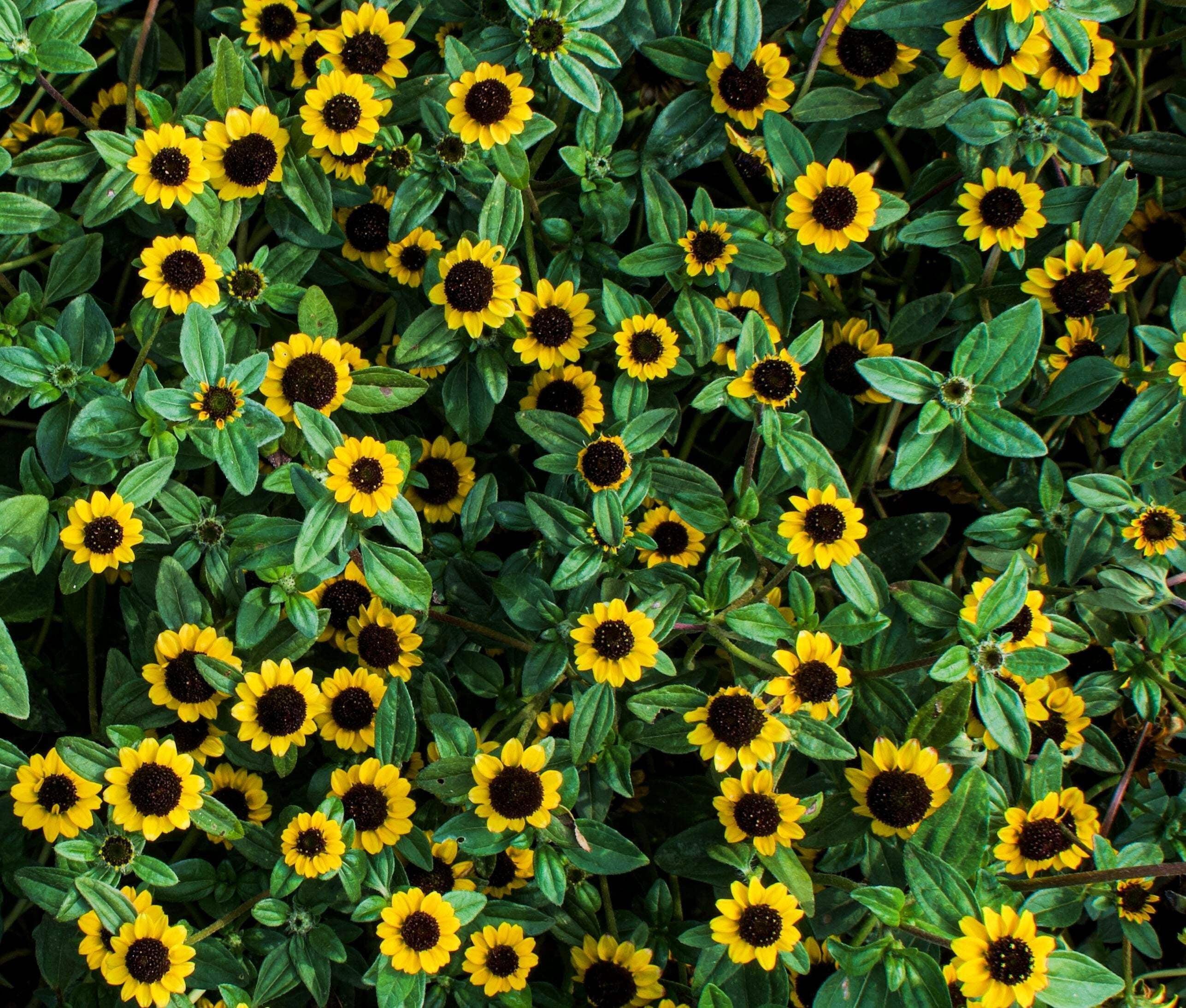 150 YELLOW CREEPING ZINNIA Sanvitalia Procumbens Seeds - Walmart.com