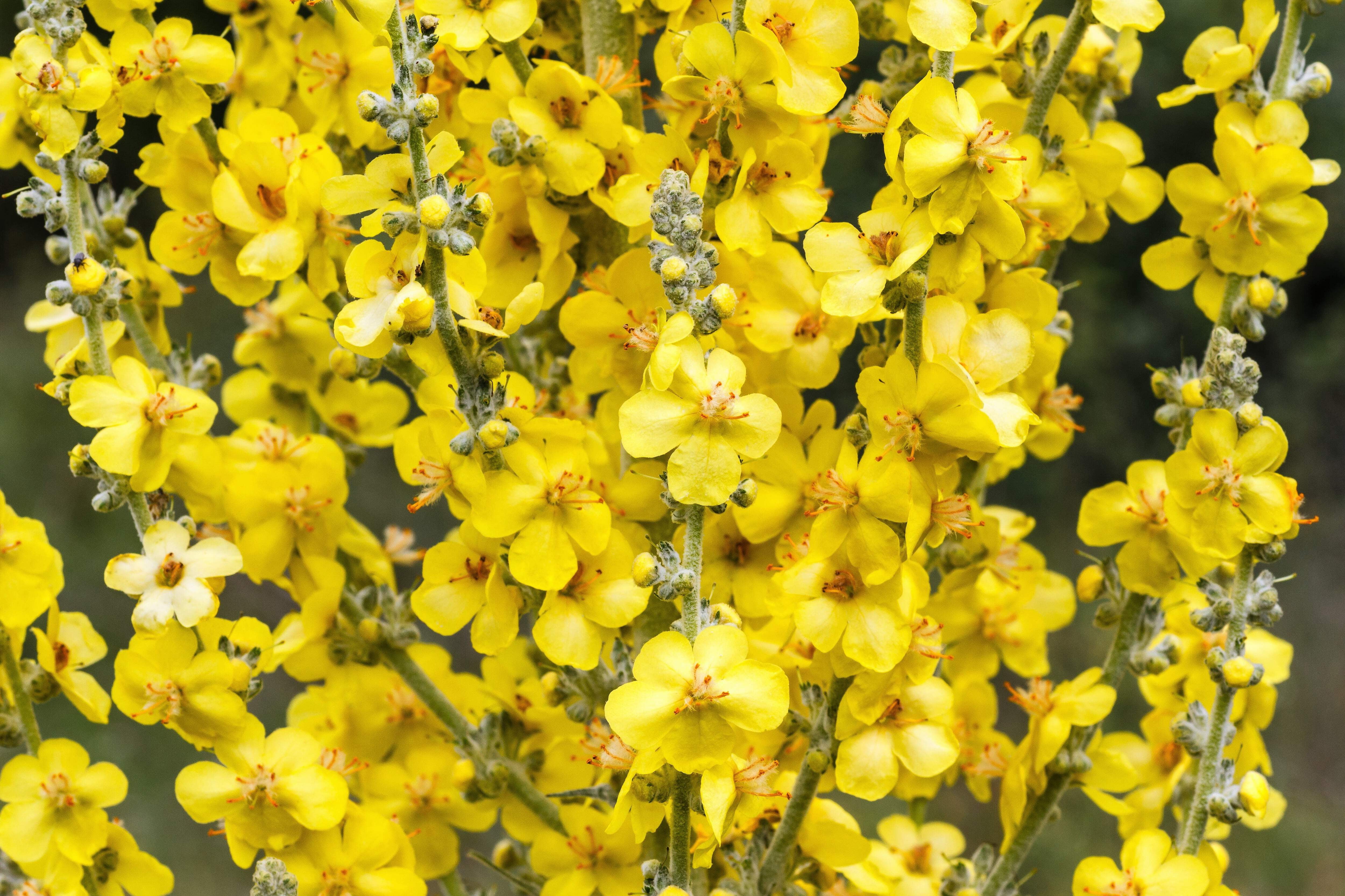 150 YELLOW VERBASCUM Thapsus Common Mullein Flower Herb Seeds - Walmart.com
