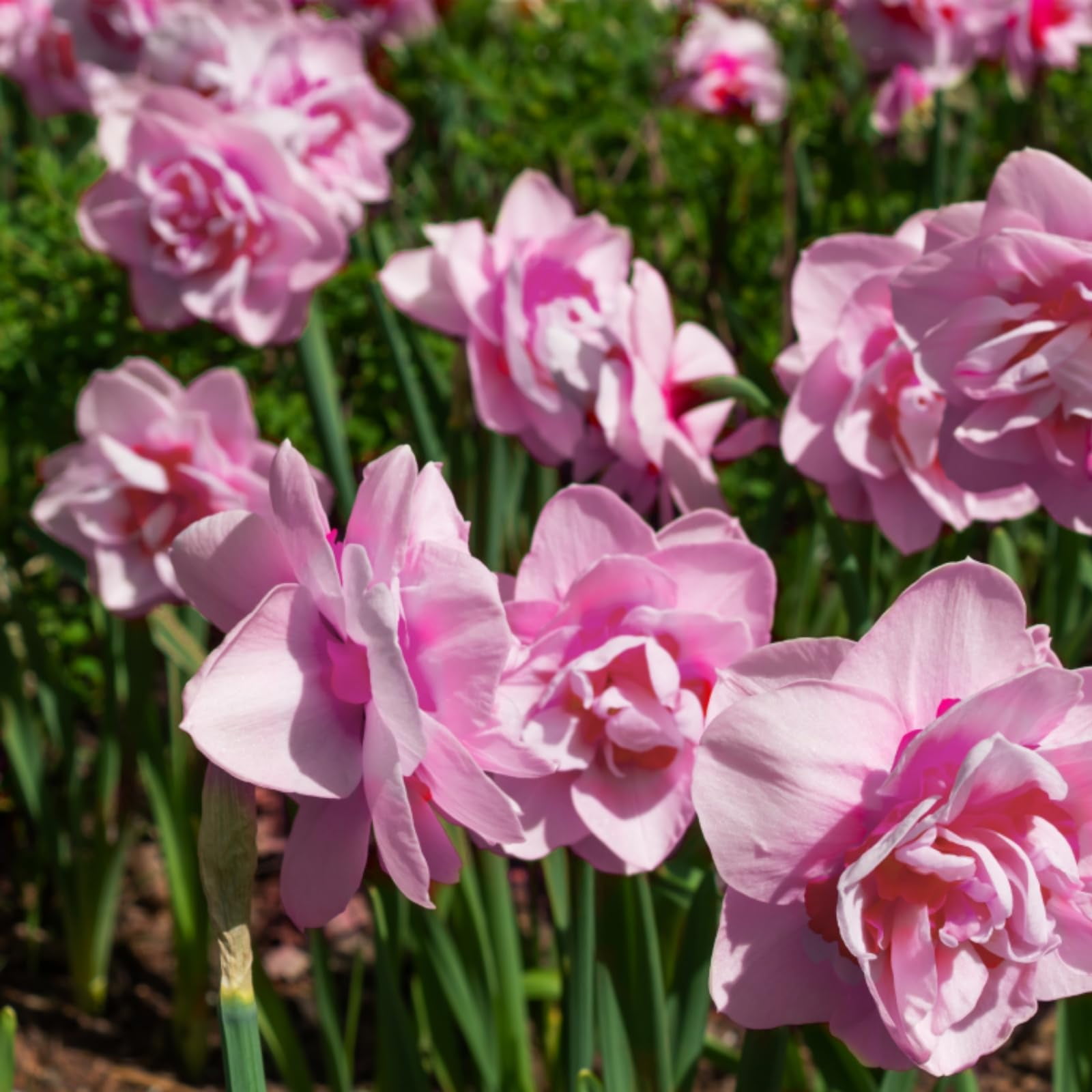 150+pcs Pink Daffodil AJH3 Seeds for Planting Double Petals Narcissus ...