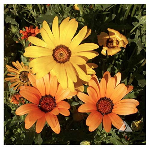 1500 African Field Daisy Seeds - Dimorphotheca H2FSDSinuata - Walmart.com