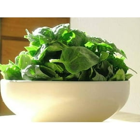 Spinach Seeds in Seed Gardening - Walmart.com