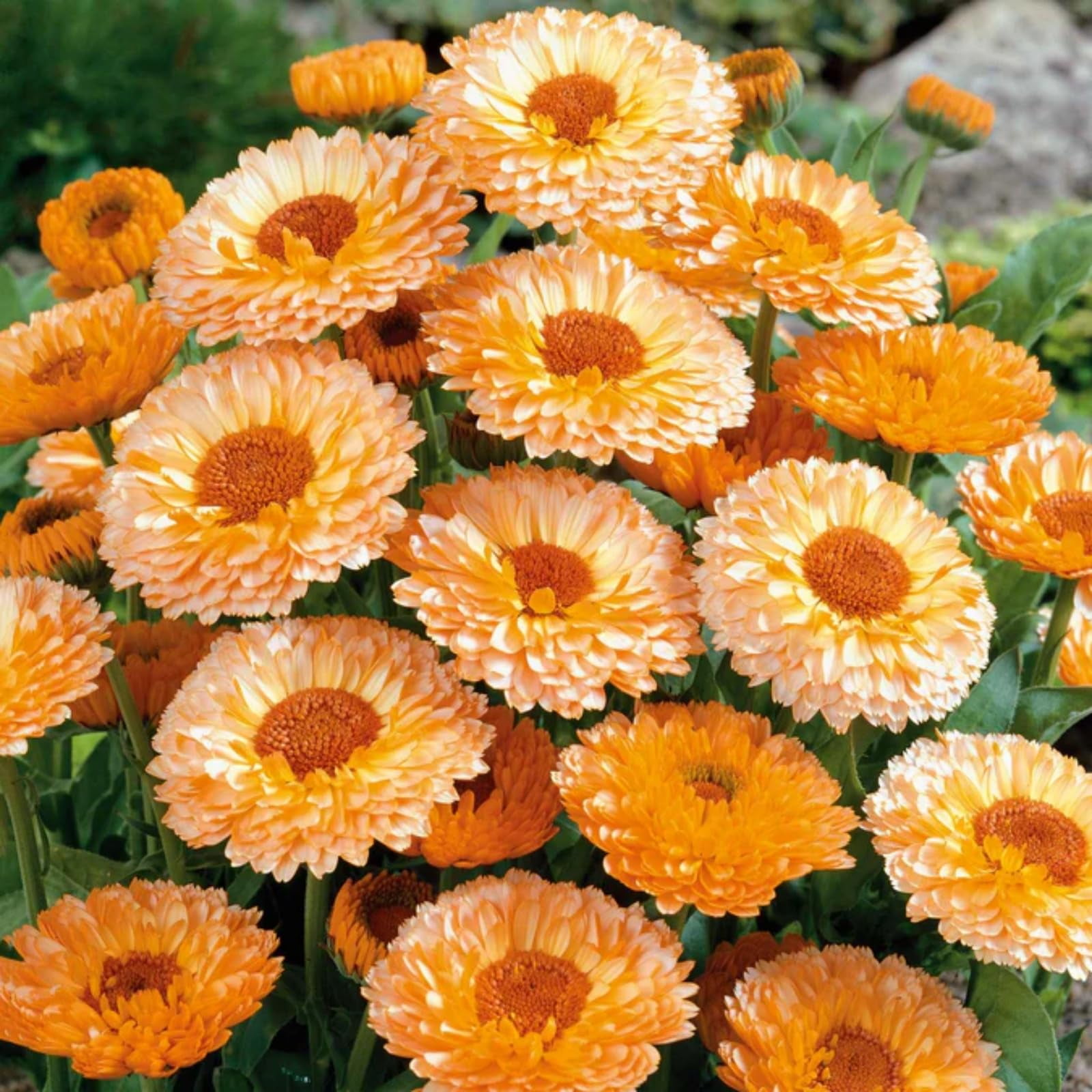 1500+ Calendula Seeds AJH3 for Planting - Calendula Officinalis Pacific ...