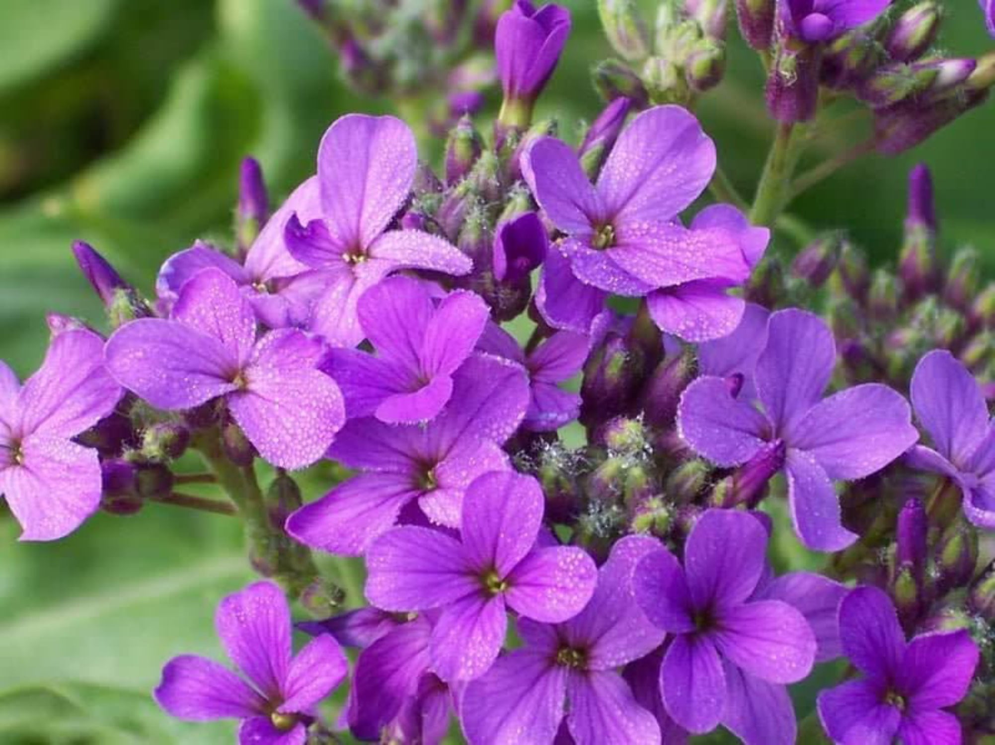 1500 DAMES ROCKET (Danask Violet) Hesperis Matronalis Dame's Purple ...