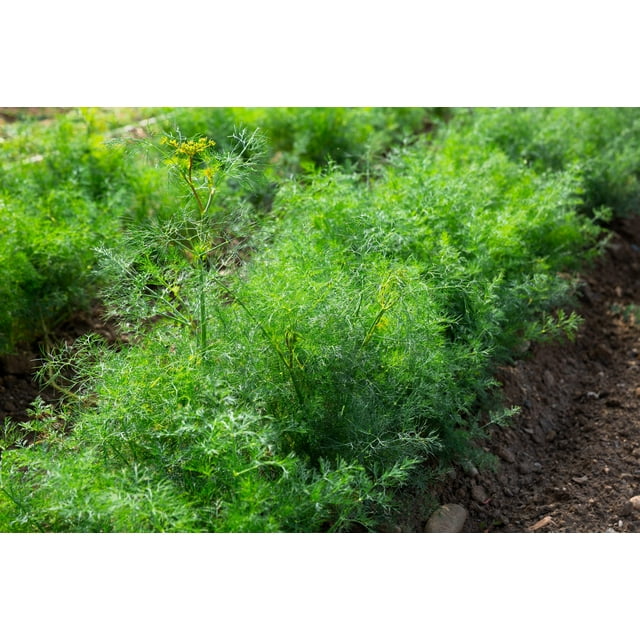 1500 DUKAT DILL Anethum Graveolens Sweet Heirloom European Herb ...