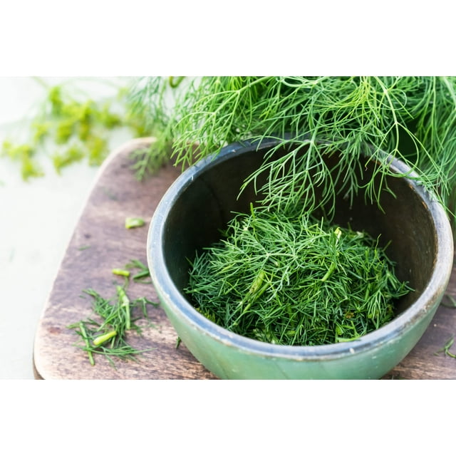 1500 DUKAT DILL Anethum Graveolens Sweet Heirloom European Herb ...