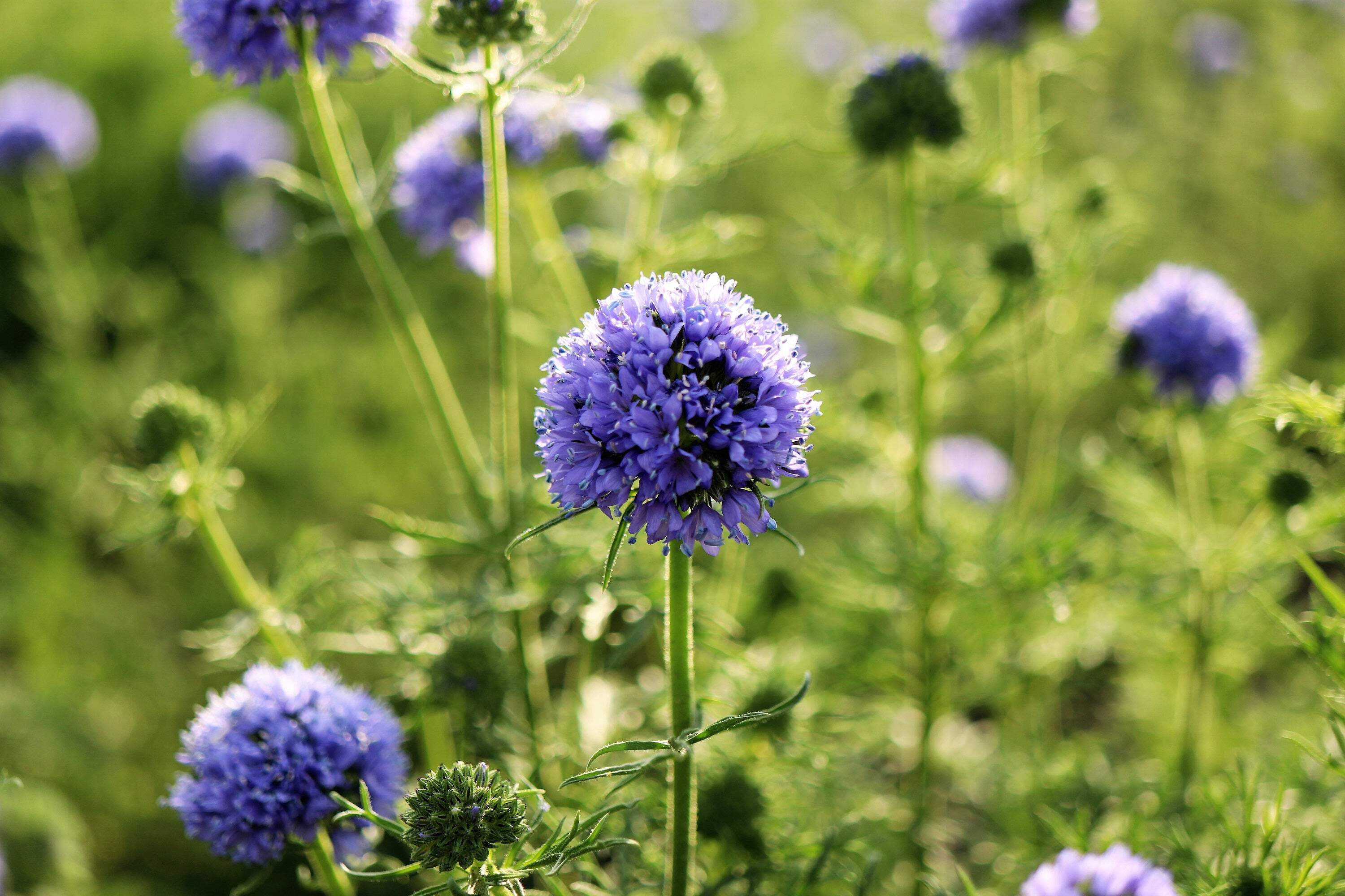 1500 GLOBE GILIA Bluehead Gilia Capitata Thimble Flower Seeds - Walmart.com