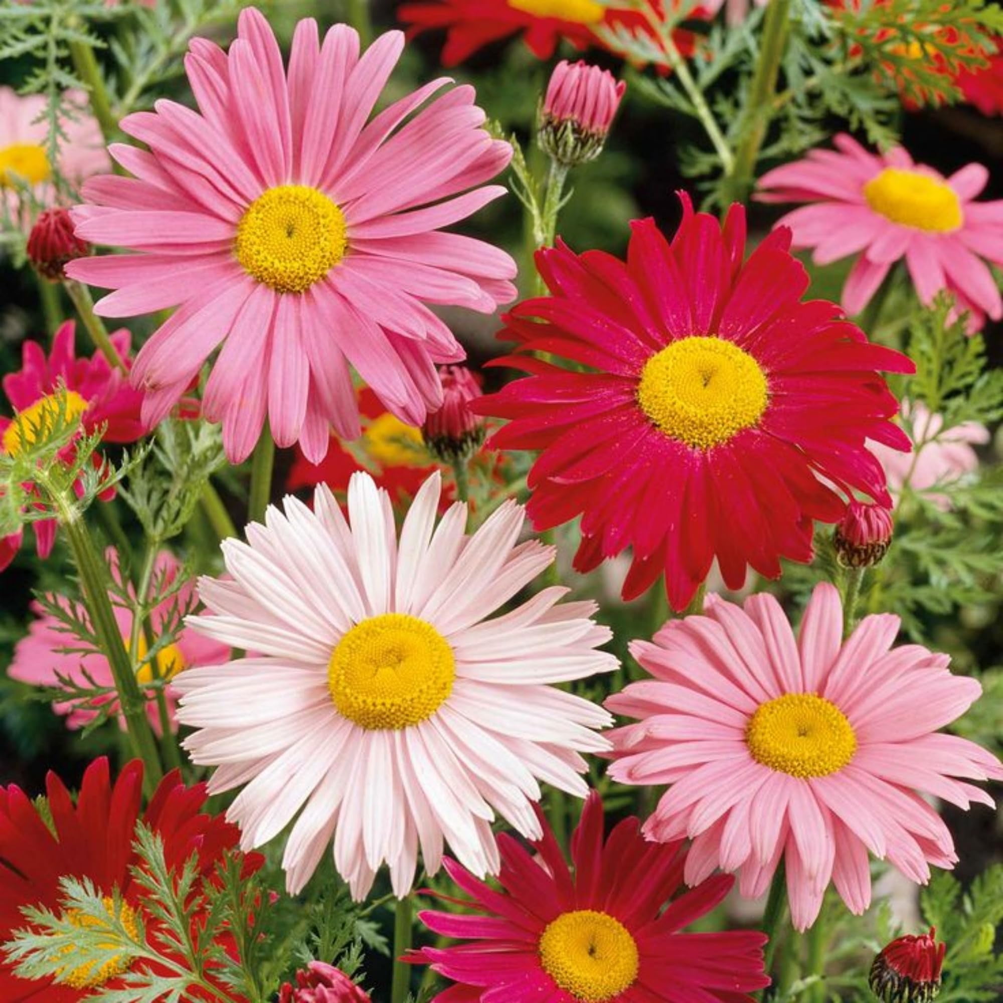 1500+ Pyrethrum Tanacetum Chrysanthemum Seeds - Pyrethrum ...