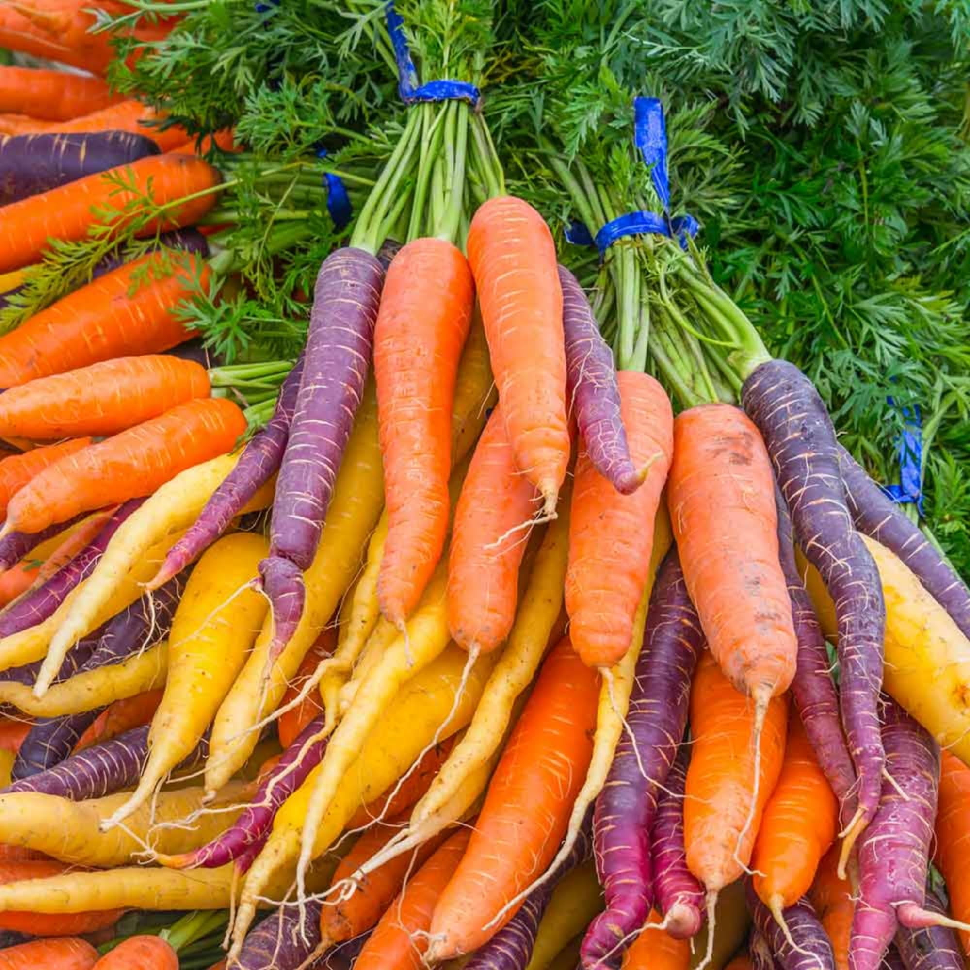 1500+ Rainbow Carrot Seeds for Planting Heirloom Non GMO Colorful ...