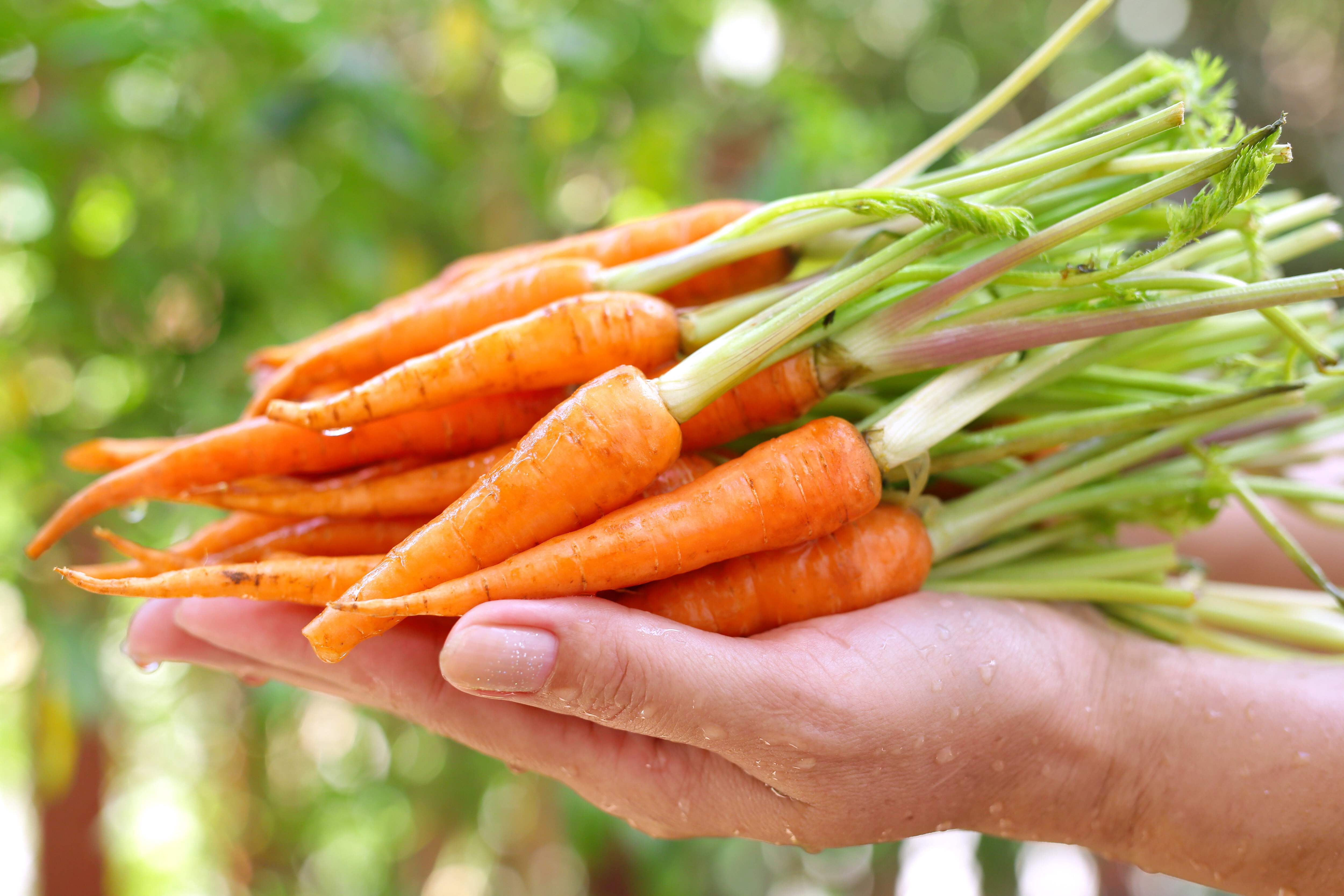 1500 Seeds LITTLE FINGERS CARROT Daucus Carota Vegetable Seeds ...
