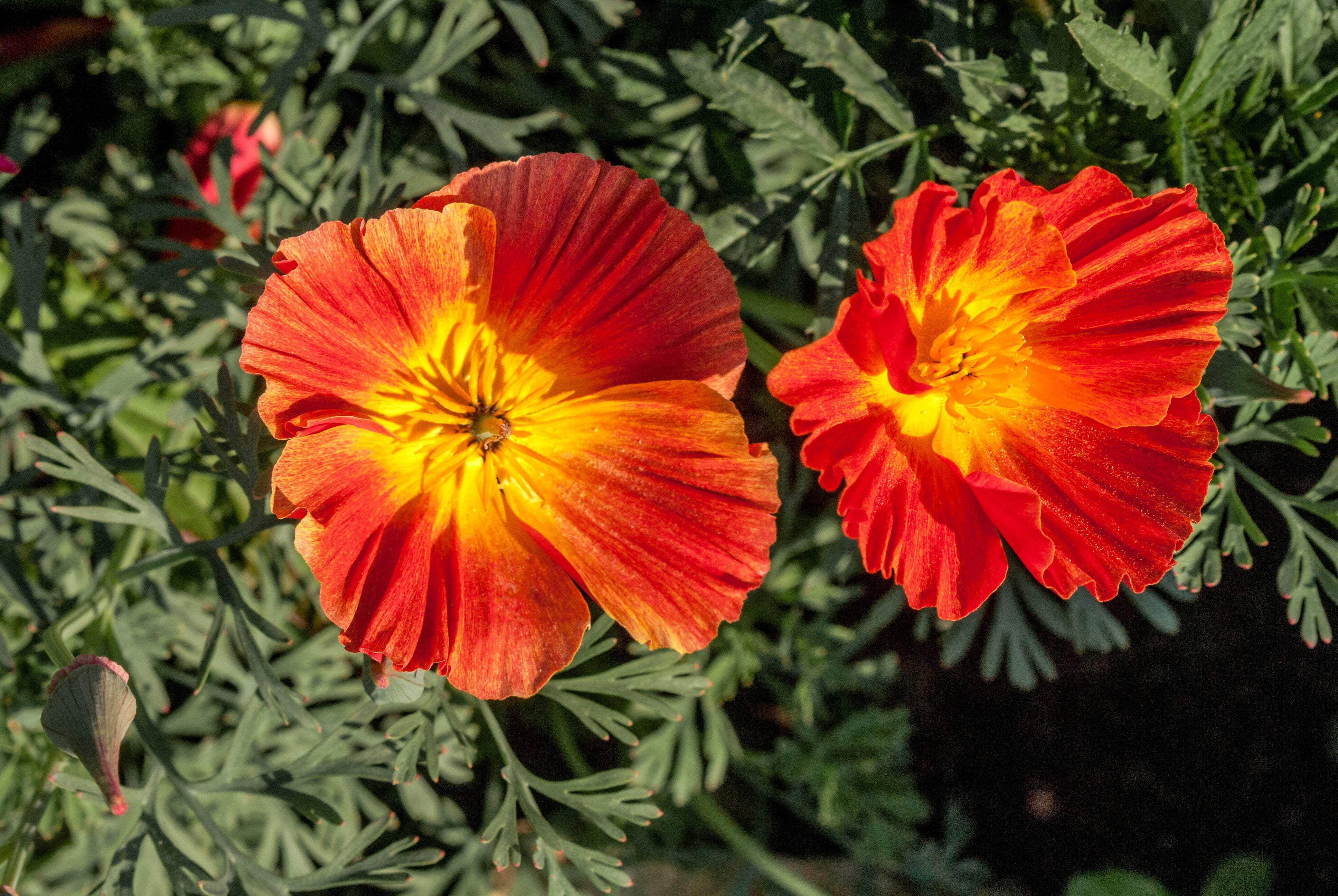 1500 Seeds MIKADO POPPY Red Orange California Poppy Flower Eschscholzia ...