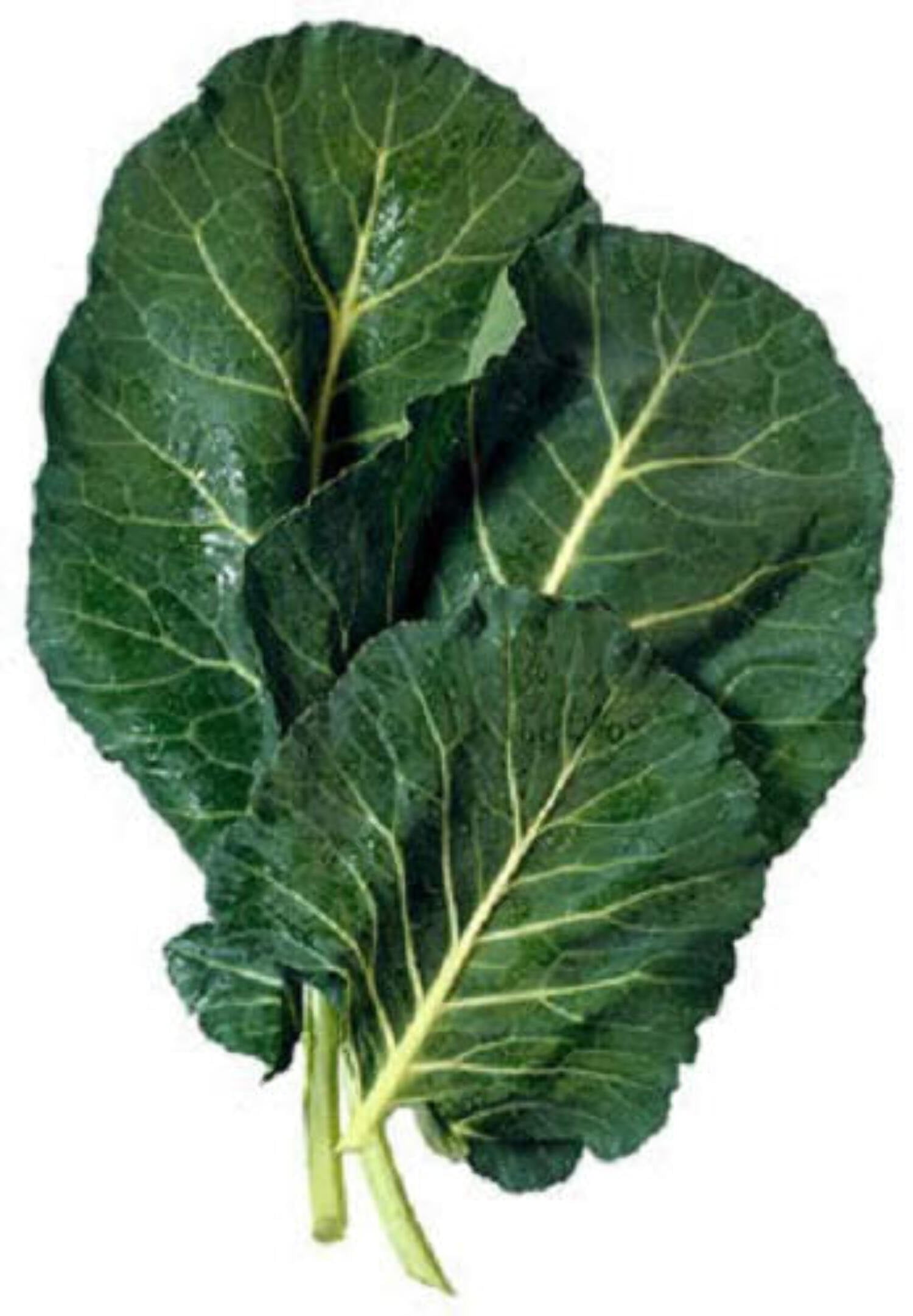 1500 Seeds MORRIS HEADING COLLARDS Collard Green Brassica Oleracea ...