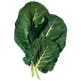 1500 Seeds MORRIS HEADING COLLARDS Collard Green Brassica Oleracea ...