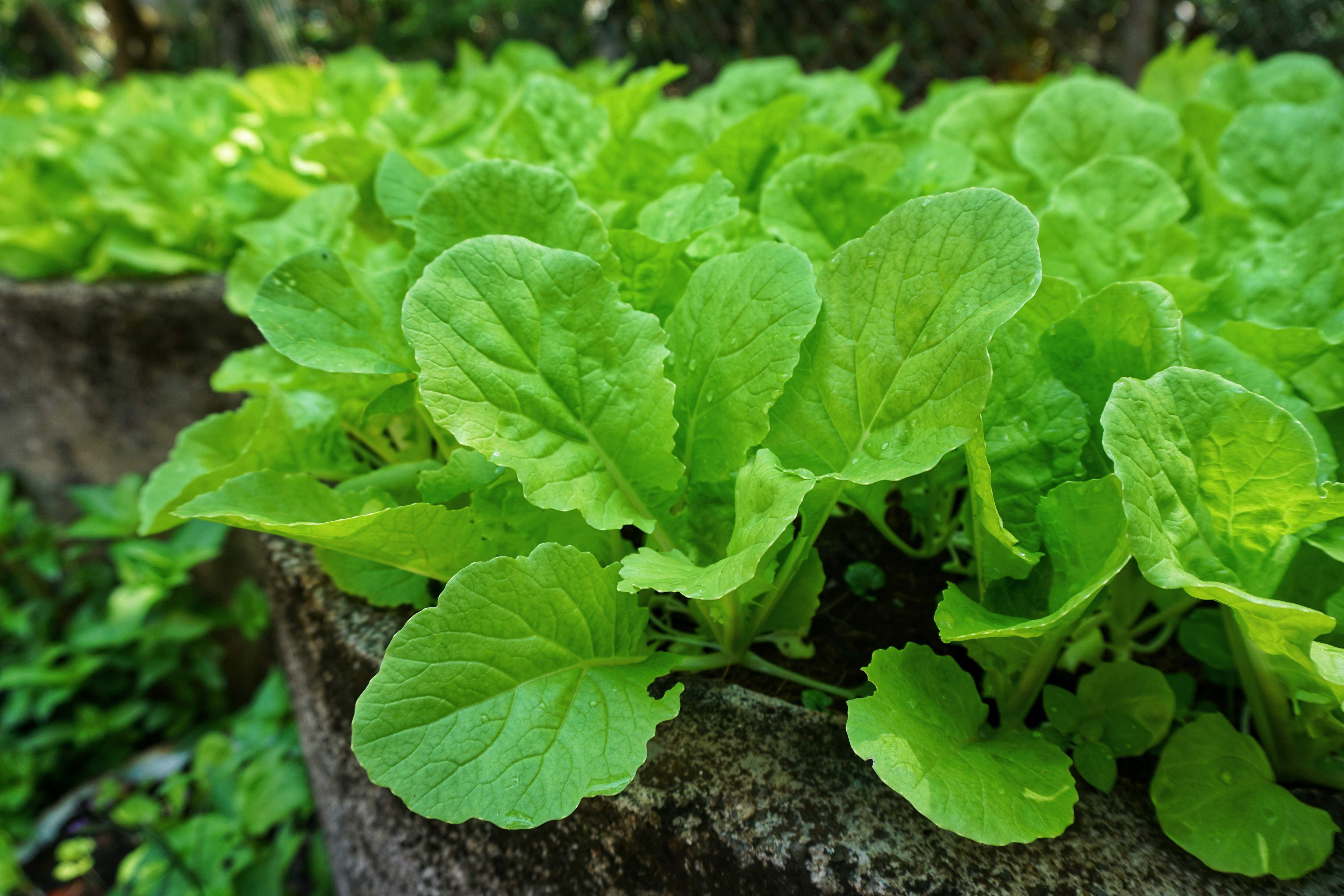 1500 Seeds SEVEN TOP TURNIP For Leaf Greens & Sprouts Brassica Rapa ...