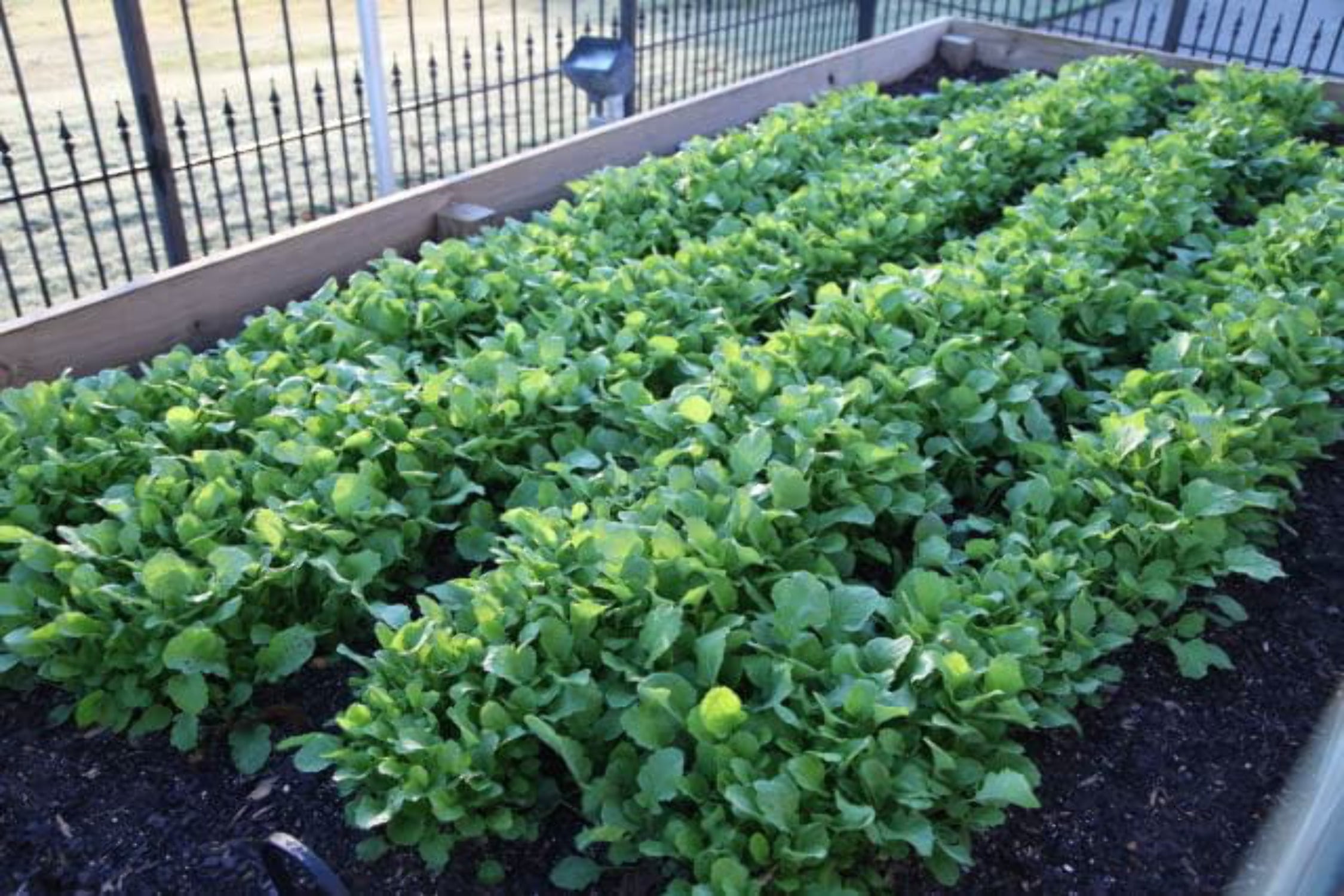 1500 Seeds SEVEN TOP TURNIP For Leaf Greens & Sprouts Brassica Rapa ...