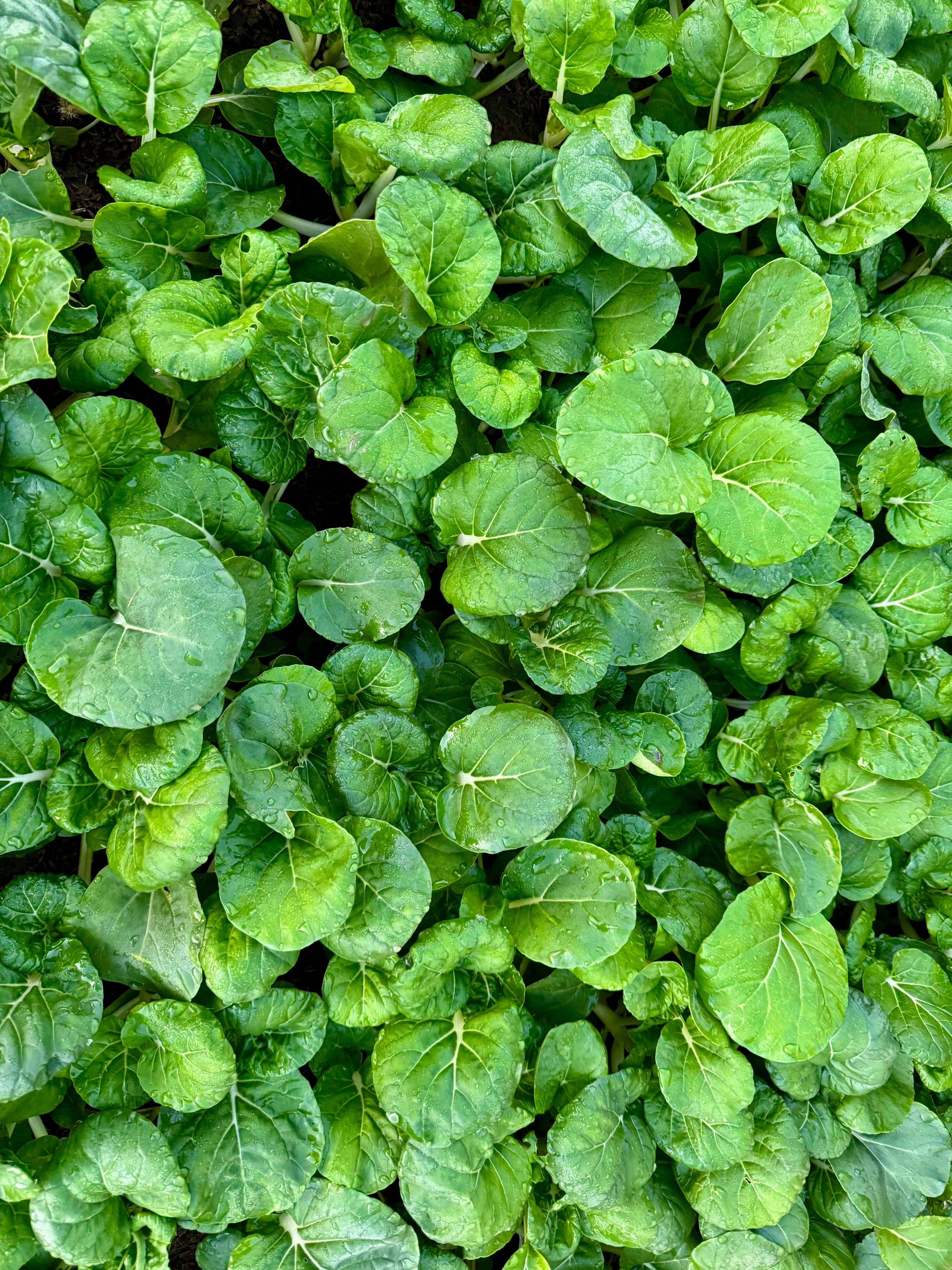 1500 UPLAND CRESS American Land Cress Barbarea Verna Creasy Vegetable ...