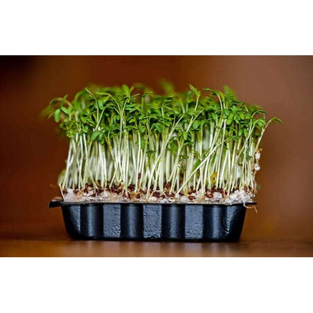 1500 UPLAND CRESS American Land Cress Barbarea Verna Creasy Vegetable ...