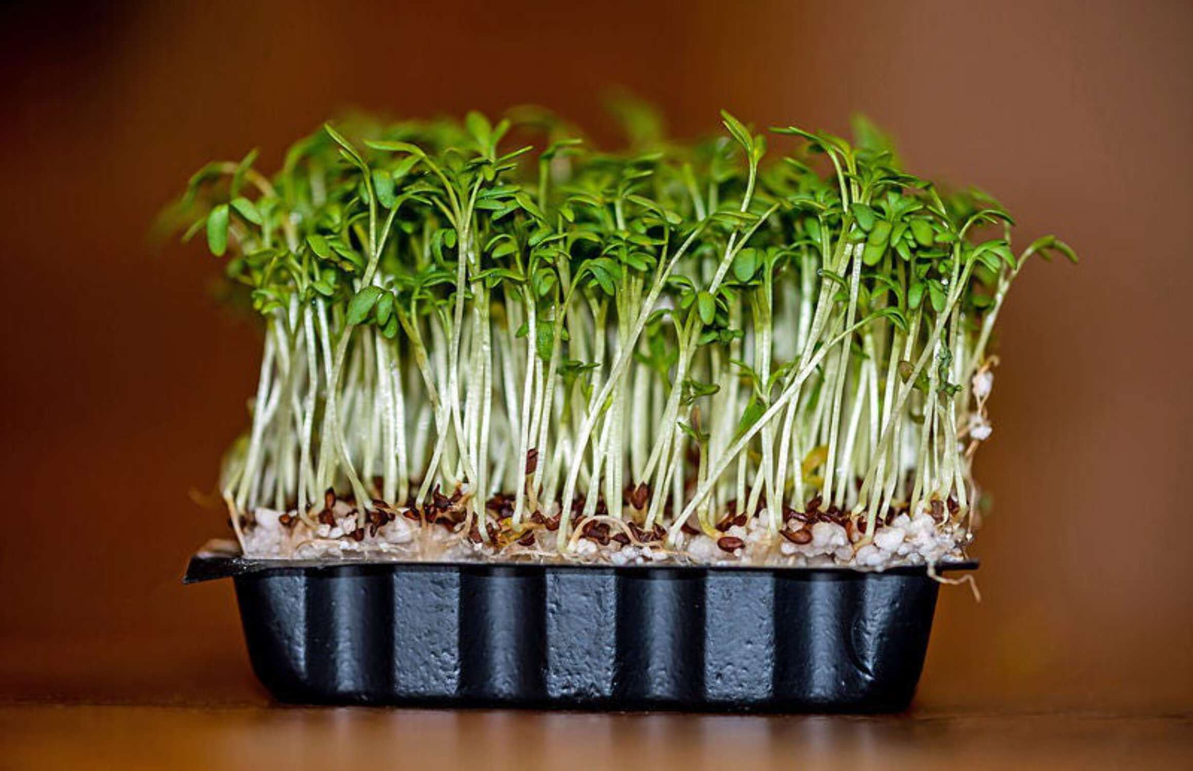 1500 UPLAND CRESS American Land Cress Barbarea Verna Creasy Vegetable ...