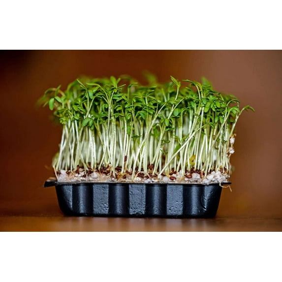 1500 UPLAND CRESS American Land Cress Barbarea Verna Creasy Vegetable ...
