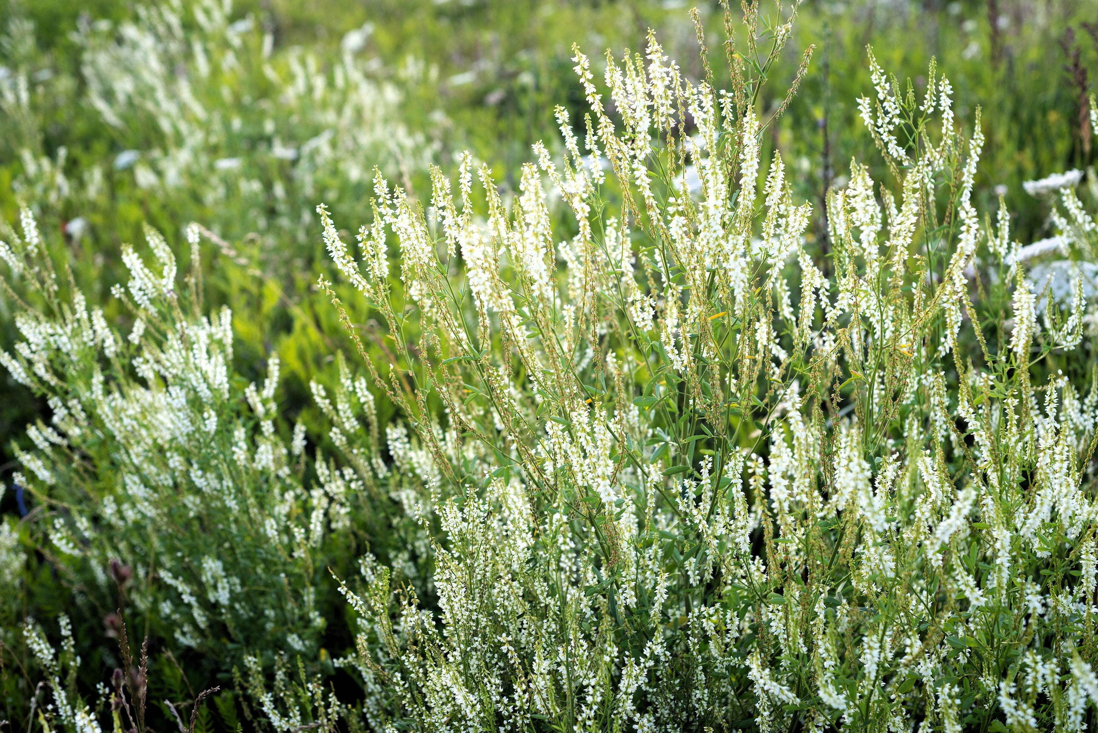 1500 WHITE Blossom SWEET CLOVER Melilotus Officinalis Alba Albus ...