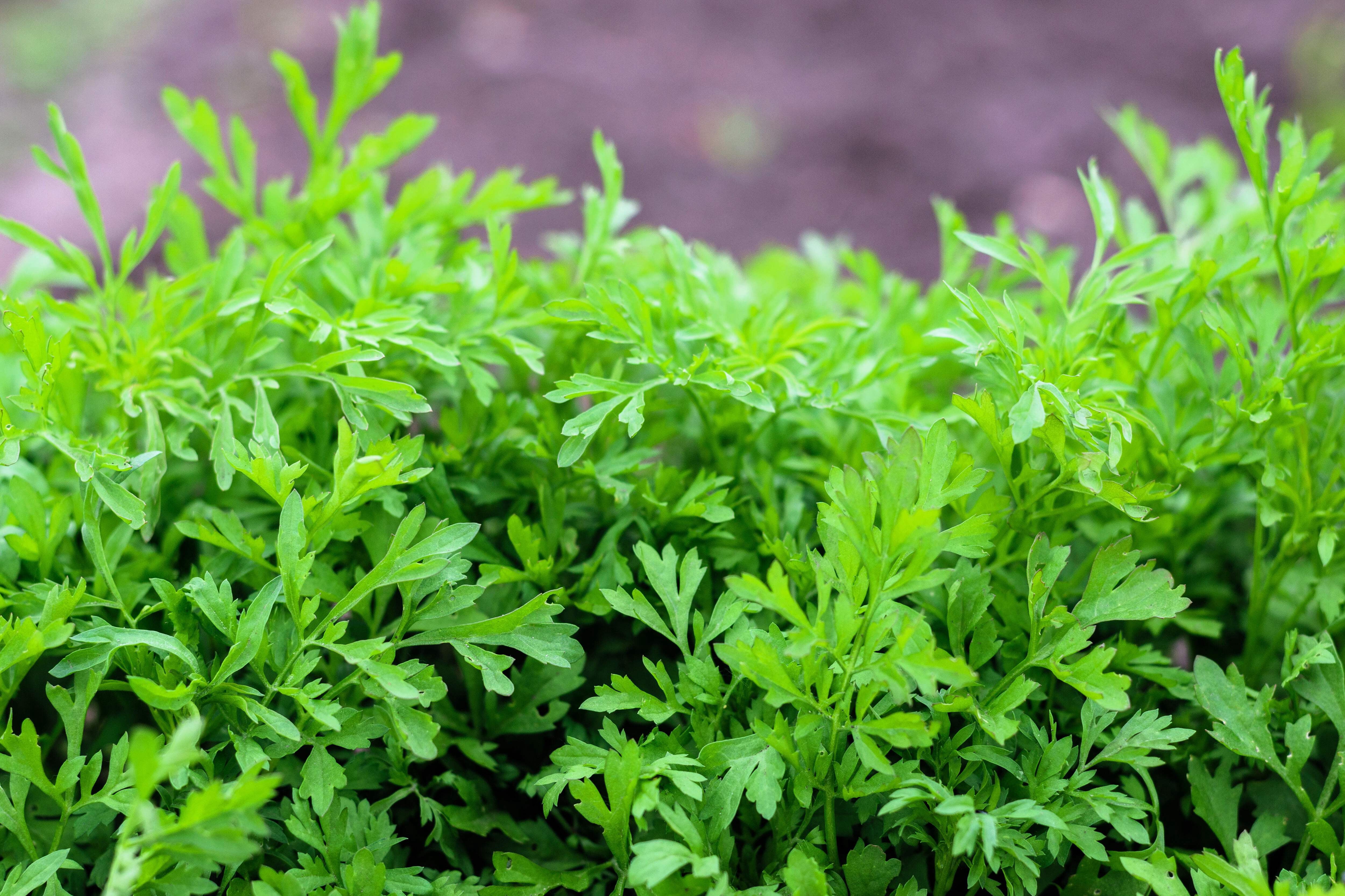 1500 WRINKLED CRINKLED CRESS Garden Lepidium Sativum Greens Vegetable ...