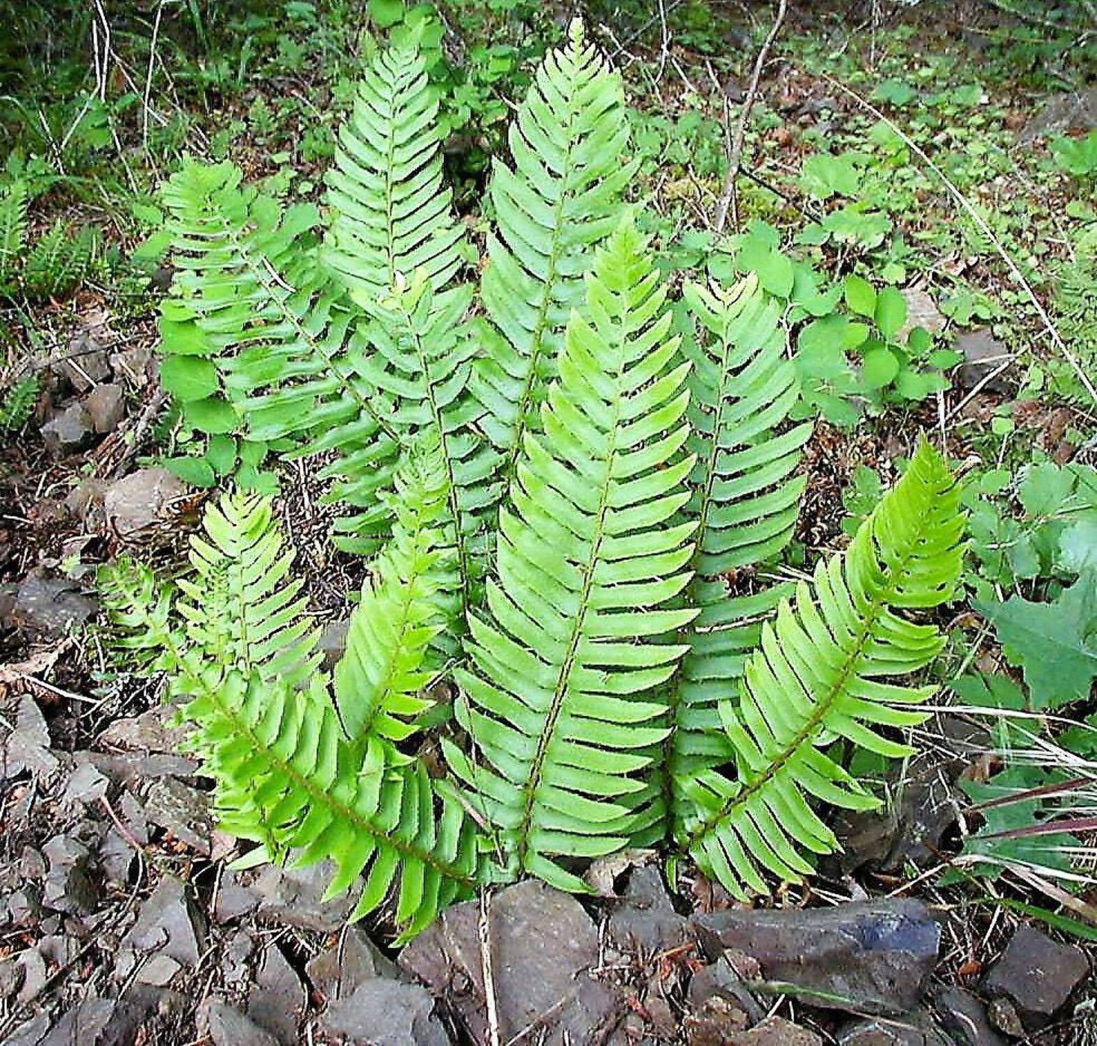 1500 Western SWORD FERN Giant Holly Swordfern Polystichum Munitum ...