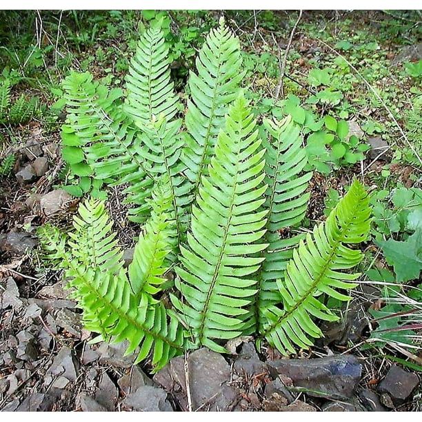 1500 Western SWORD FERN Giant Holly Swordfern Polystichum Munitum ...