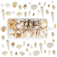 Shell Vase Filler | Imperfect Seashells Mixed Beach Seashells B Quality | - Walmart.com