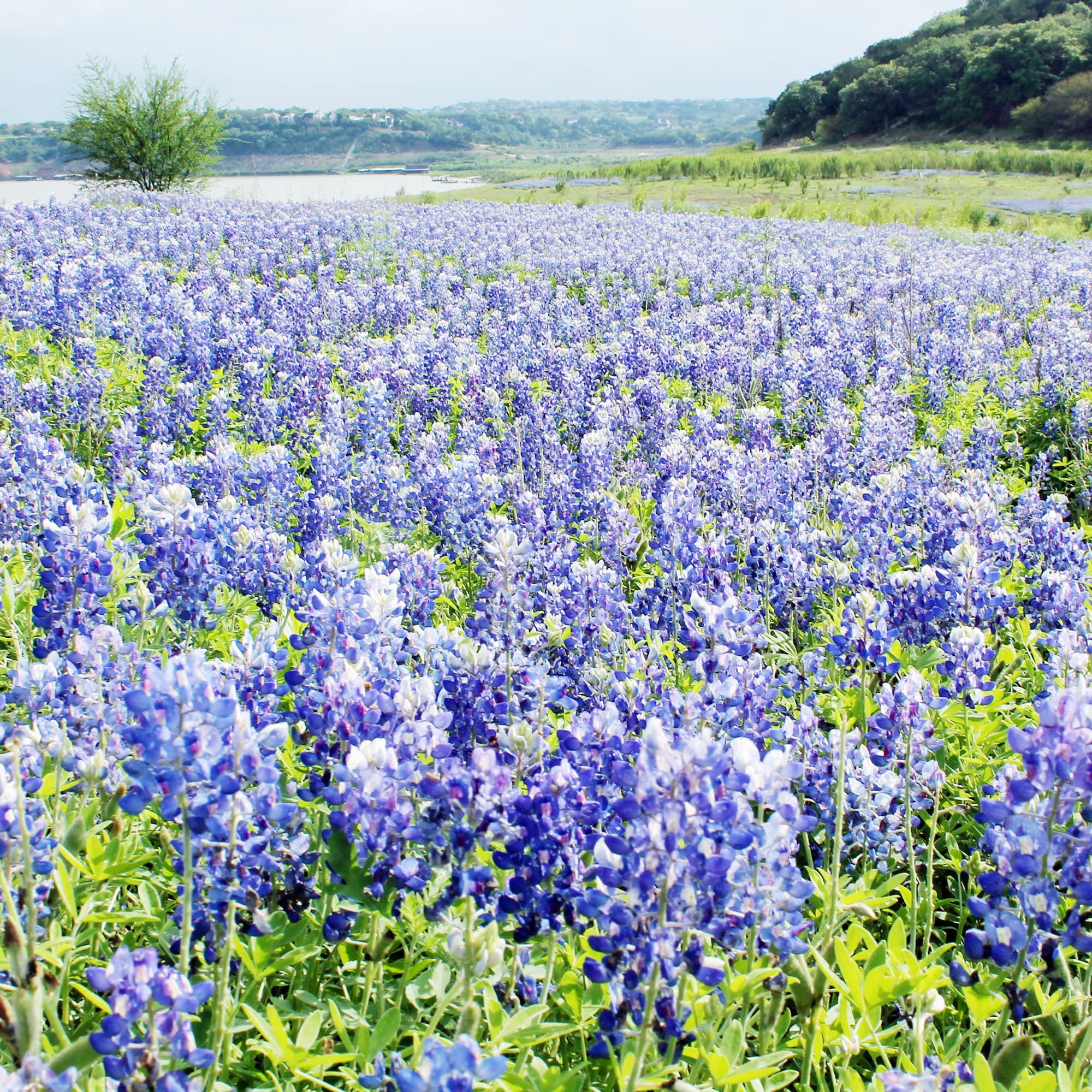 150Pcs Texas Bluebonnet Seeds Lupinus texensis for MHD1Planting Drought ...