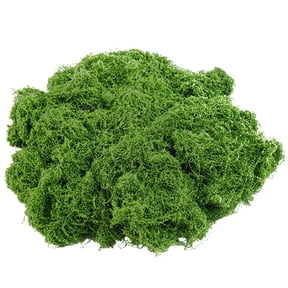 Ashland® Dried Forest Real Plants - Quality Growers Moss Variety Pack ...