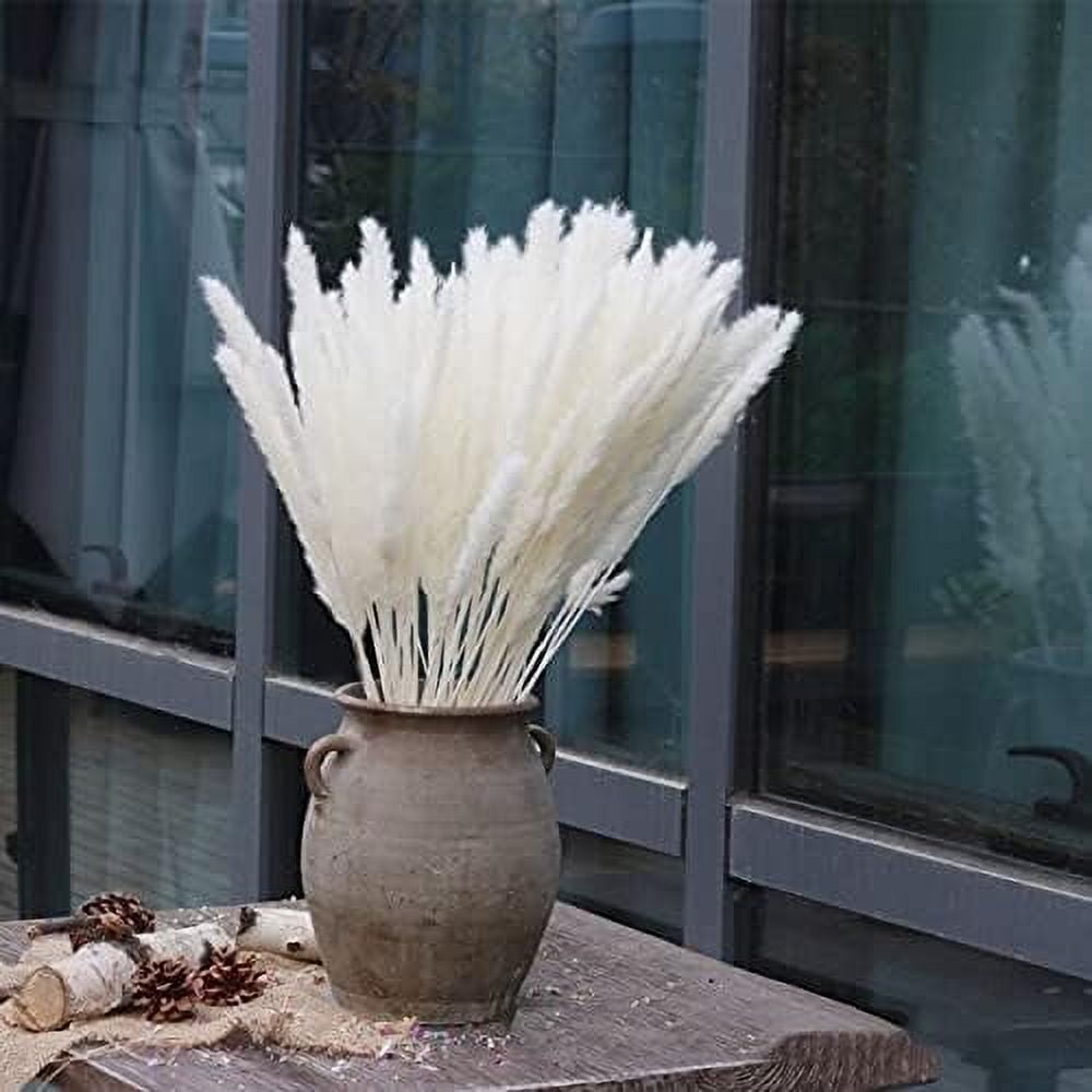 15Pcs/1 Bunch Natural Dried Bulrush Small Pampas Grass Phragmites ...