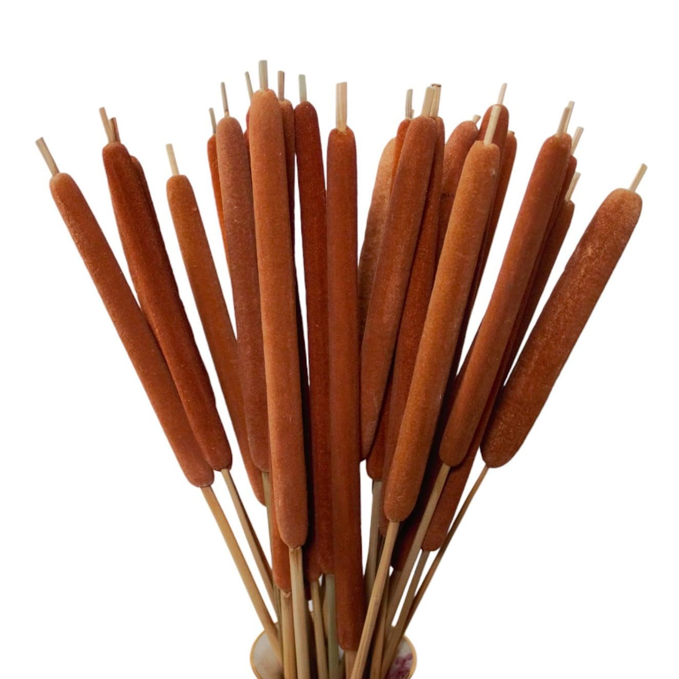 15Pcs Dried Natural Brown Cattails Flowers - 16" Real Broadleaf Pencil ...