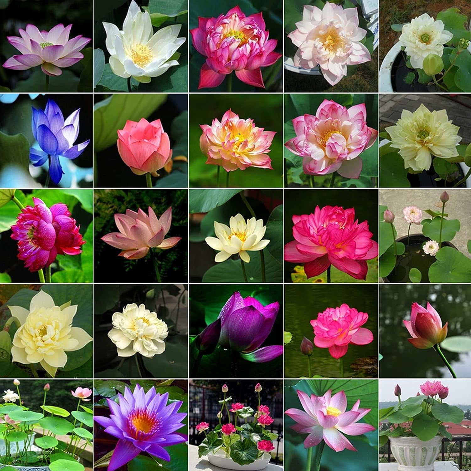 15pcs Bowl Lotus Seeds for Planting - MHD1Bonsai Lotus Seeds, Water Lily Flower, Aquatic Plants ...