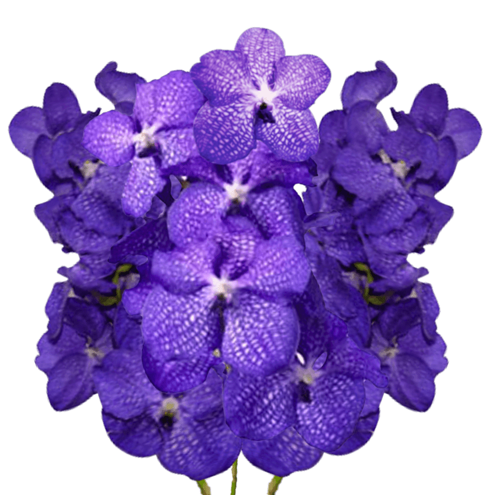 16 Blue Vanda Orchid Flowers- Beautiful Fresh Cut Flowers- Express ...