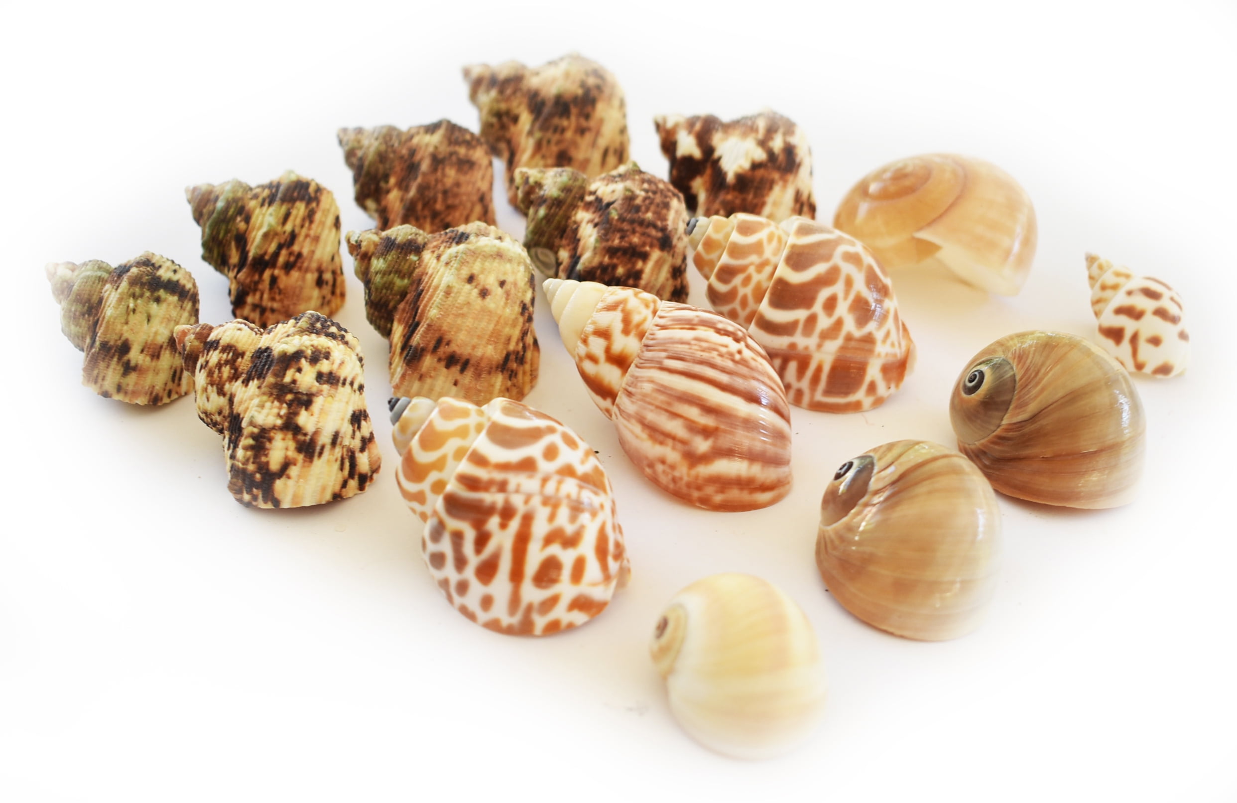 16 Hermit Crab Changing Shell Set Medium Size Turbo Land Snail & Moon ...