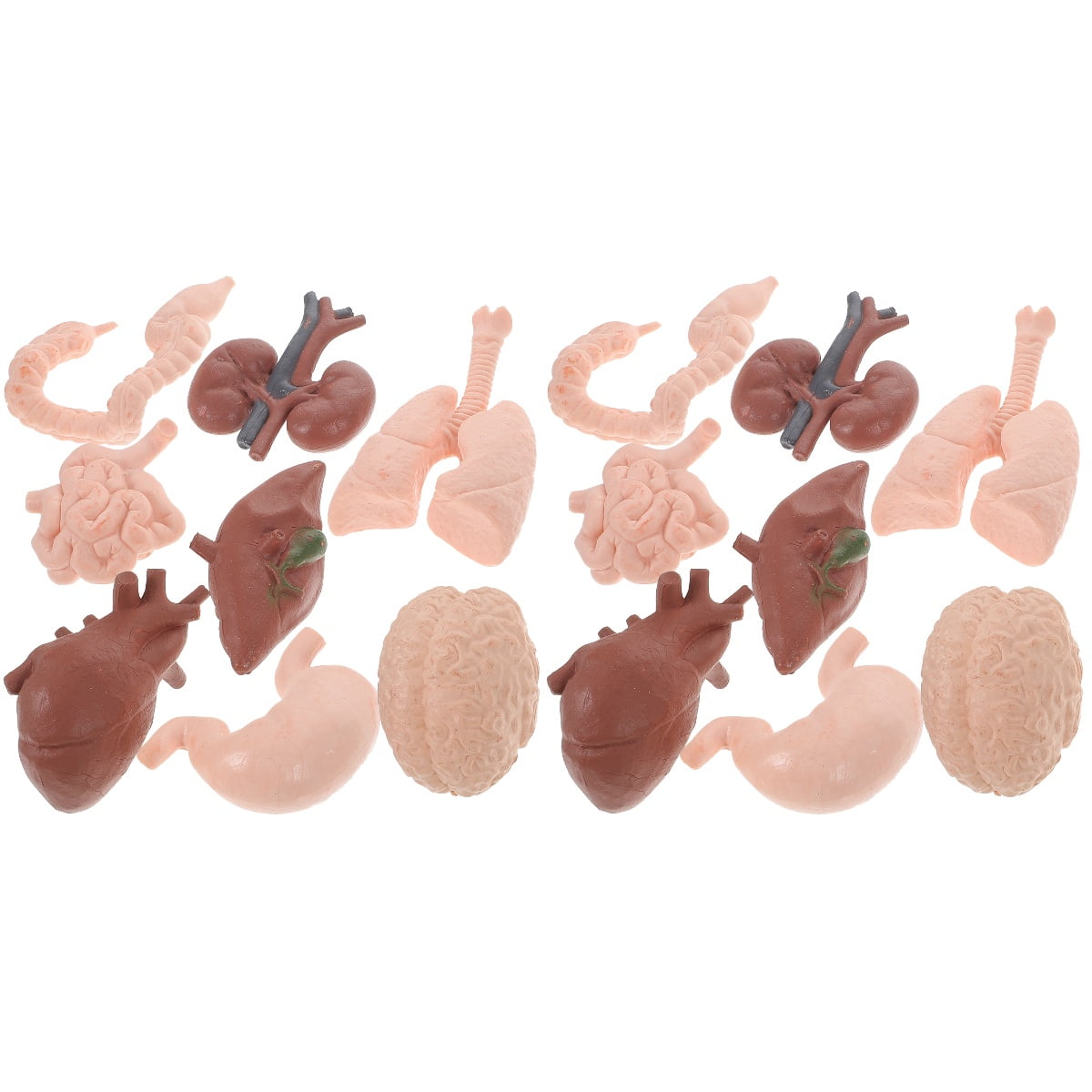 16 Pcs Anatomy Human Organ Model Organ Prop for Teaching Medical School ...