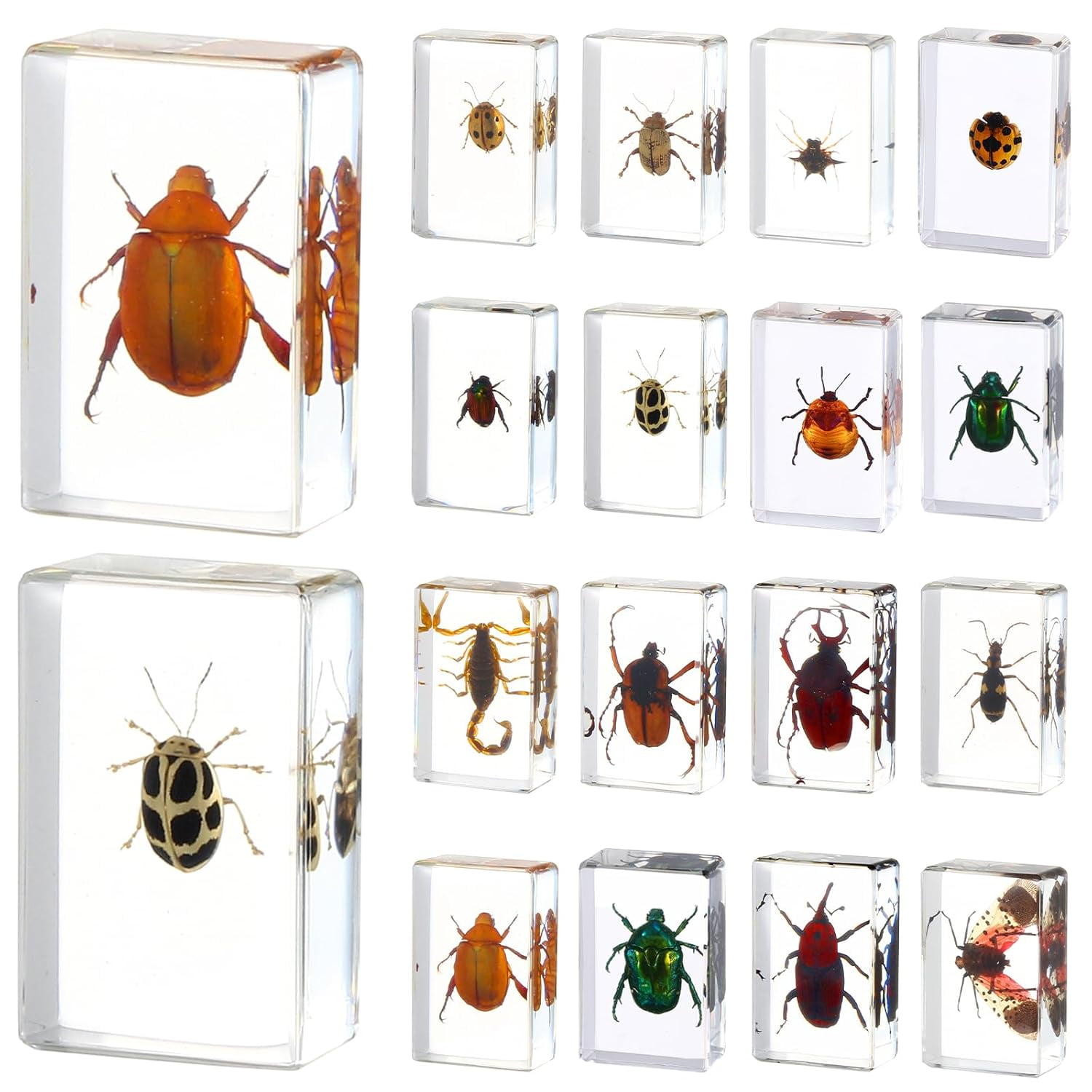 16 Pcs Ladybug Insect Resin Specimen Collection, 16 Styles Real Bug Kit ...