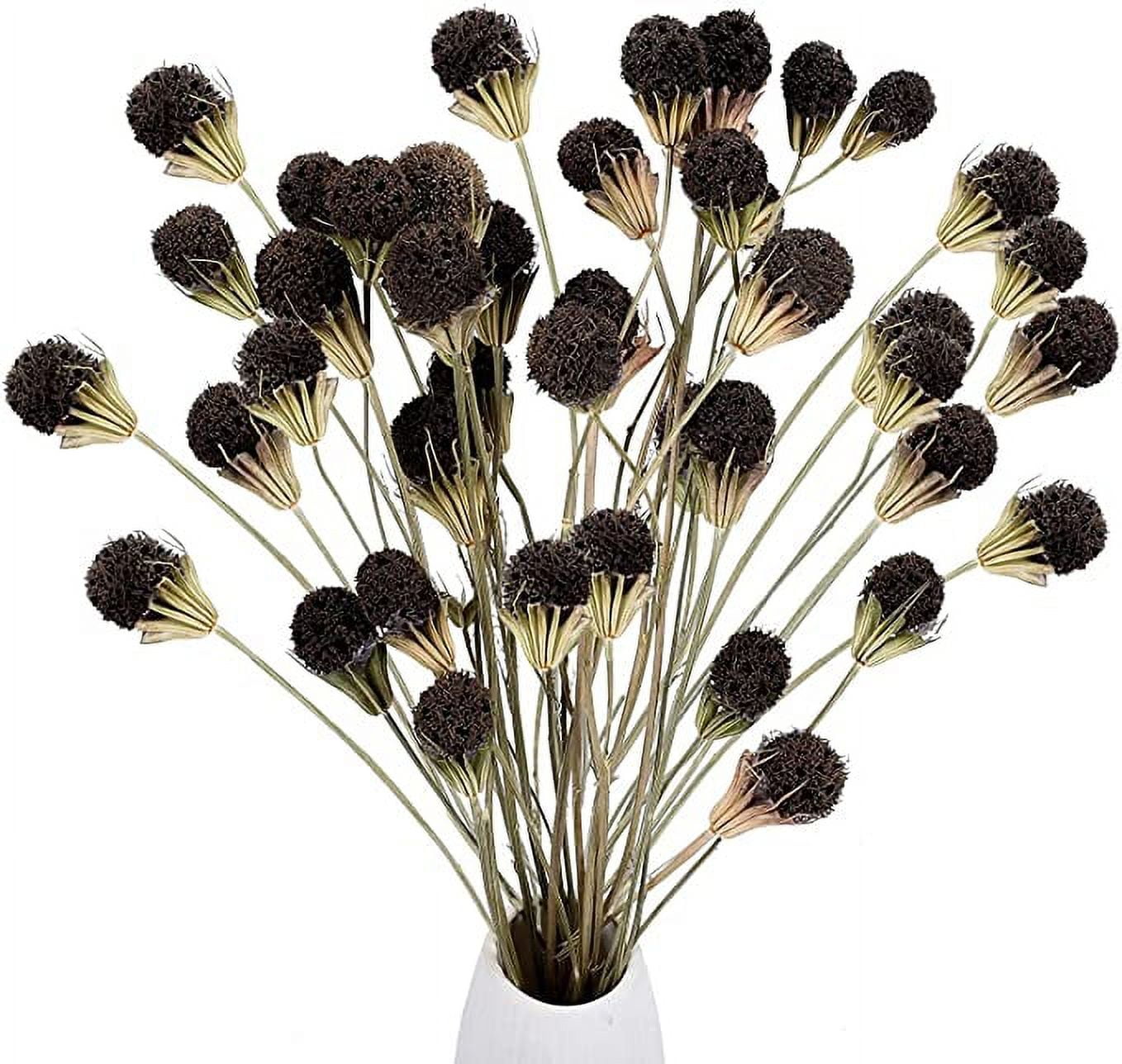Drying Globe Amaranth