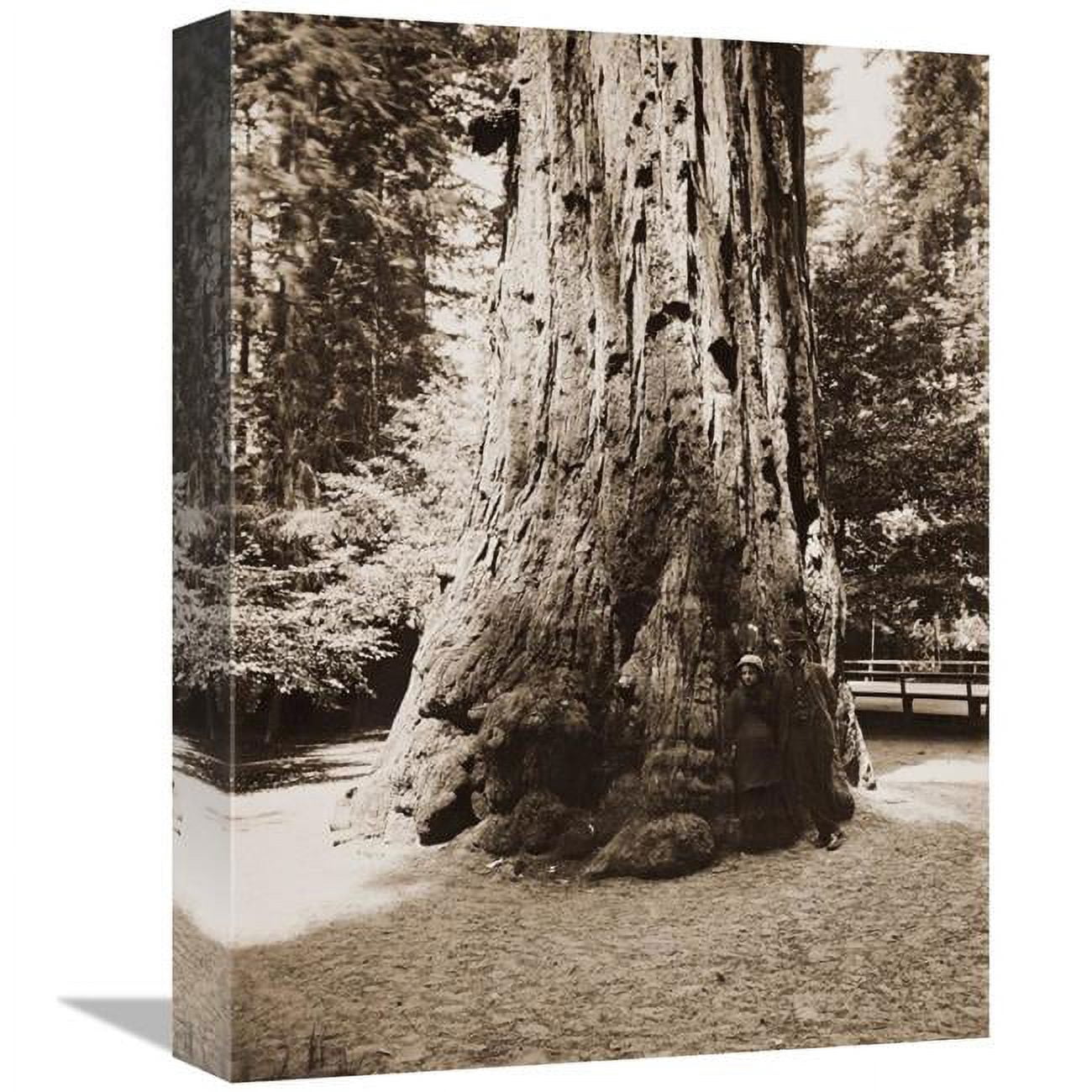 16 in. Big Tree Felton - Redwood, Santa Cruz, California, 1880s Art ...