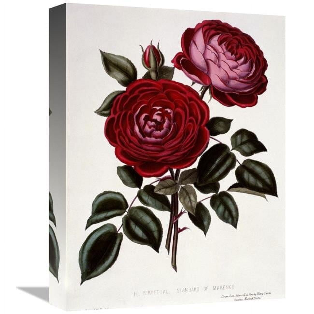 16 in. H Perpetual, Standard of Marengo Art Print - Henry Curtis - Walmart.com