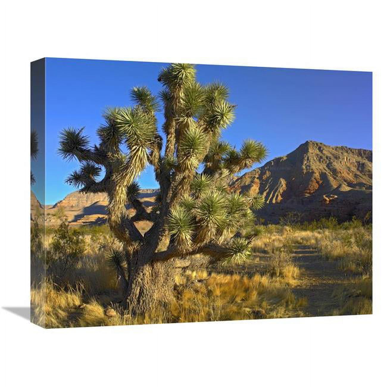 16 x 20 in. Joshua Tree with the VIrgin Mountains, Arizona Art Print ...