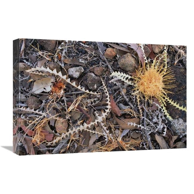 16 x 24 in. Acorn Banksia Among Leaves & Rocks on the Desert Floor ...