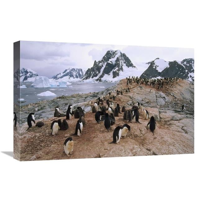 16 x 24 in. Adelie Penguin Rookery, Petermann Island, Antarctic ...